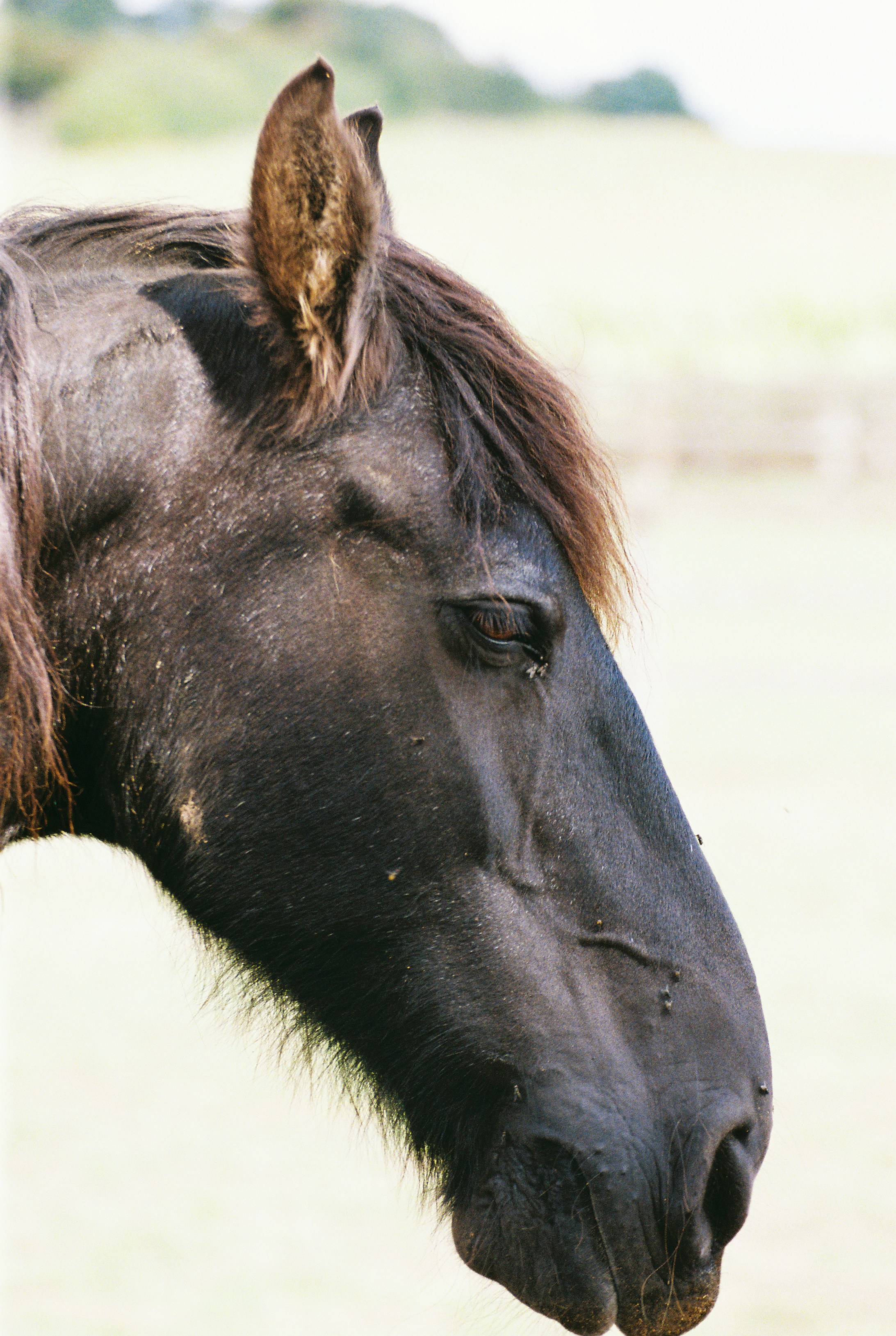 Portrait of a Dark-Haired Horse Carved in Soft Light