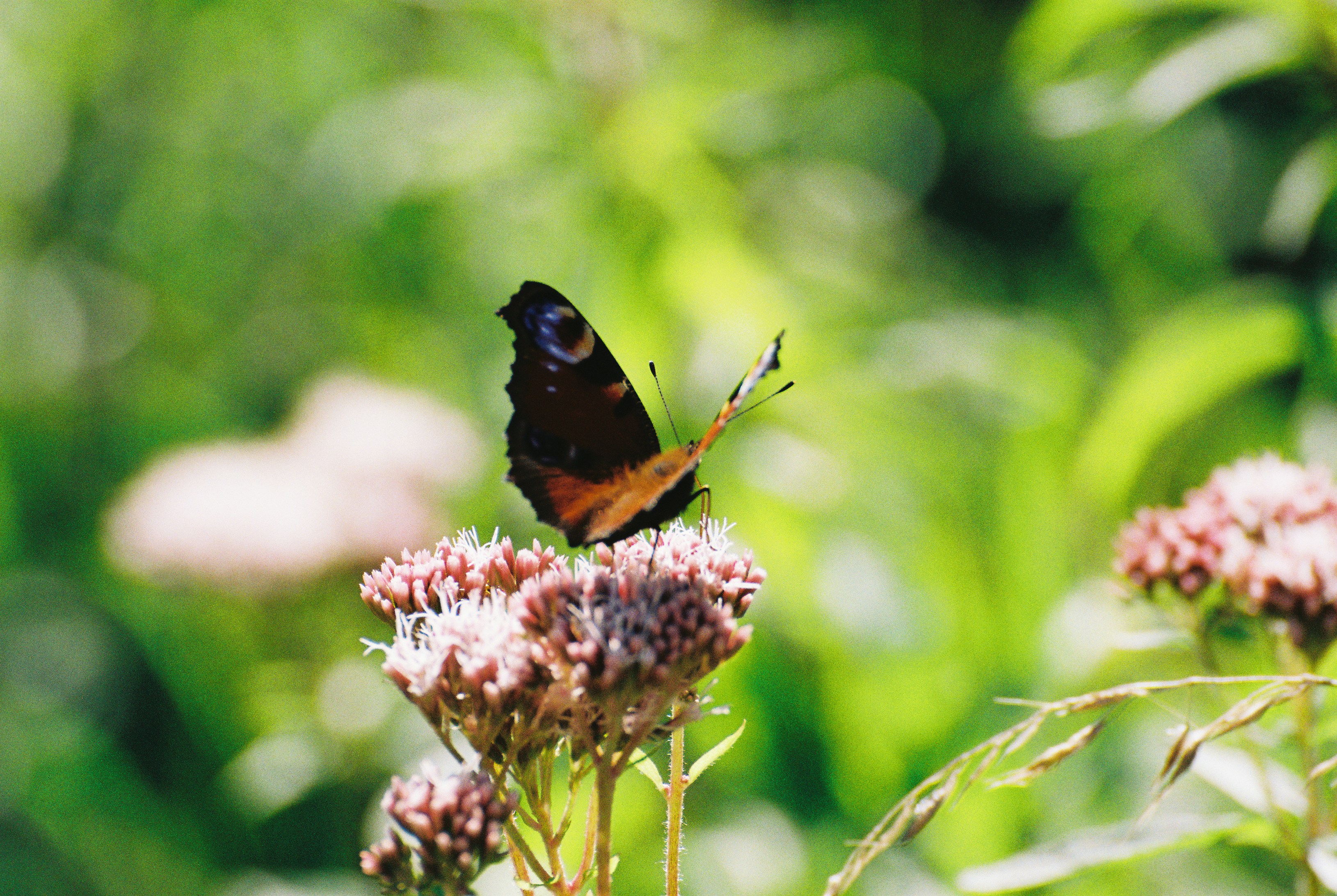 Butterfly in Soft Focus: A Delicate Pause on Blooming Heads