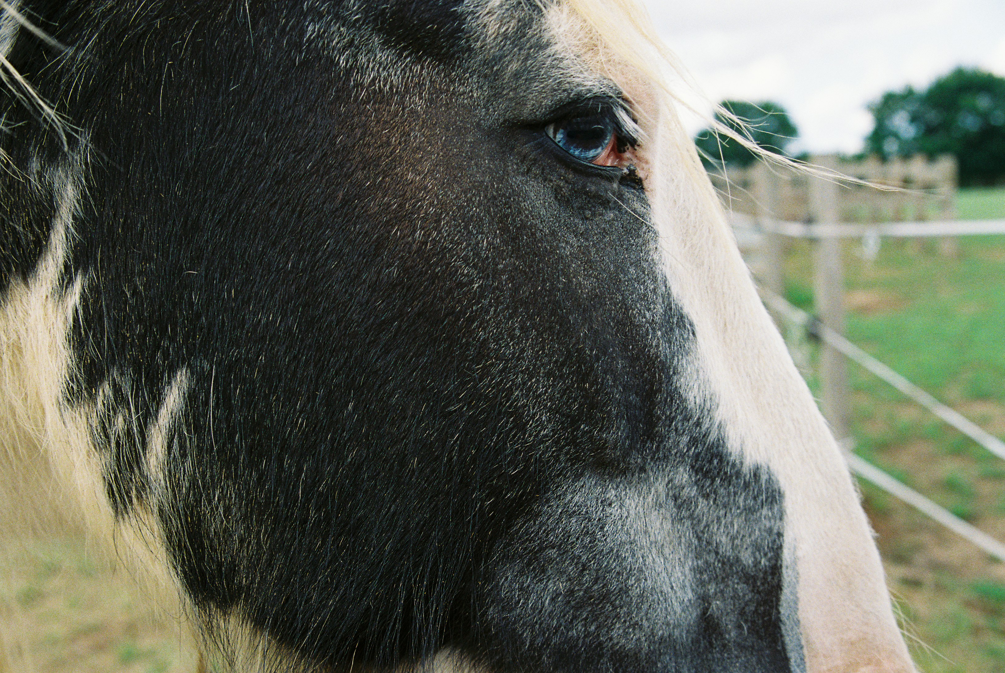 A close-up of a piebald horse's face reveals a striking pale eye and soft muzzle detail.