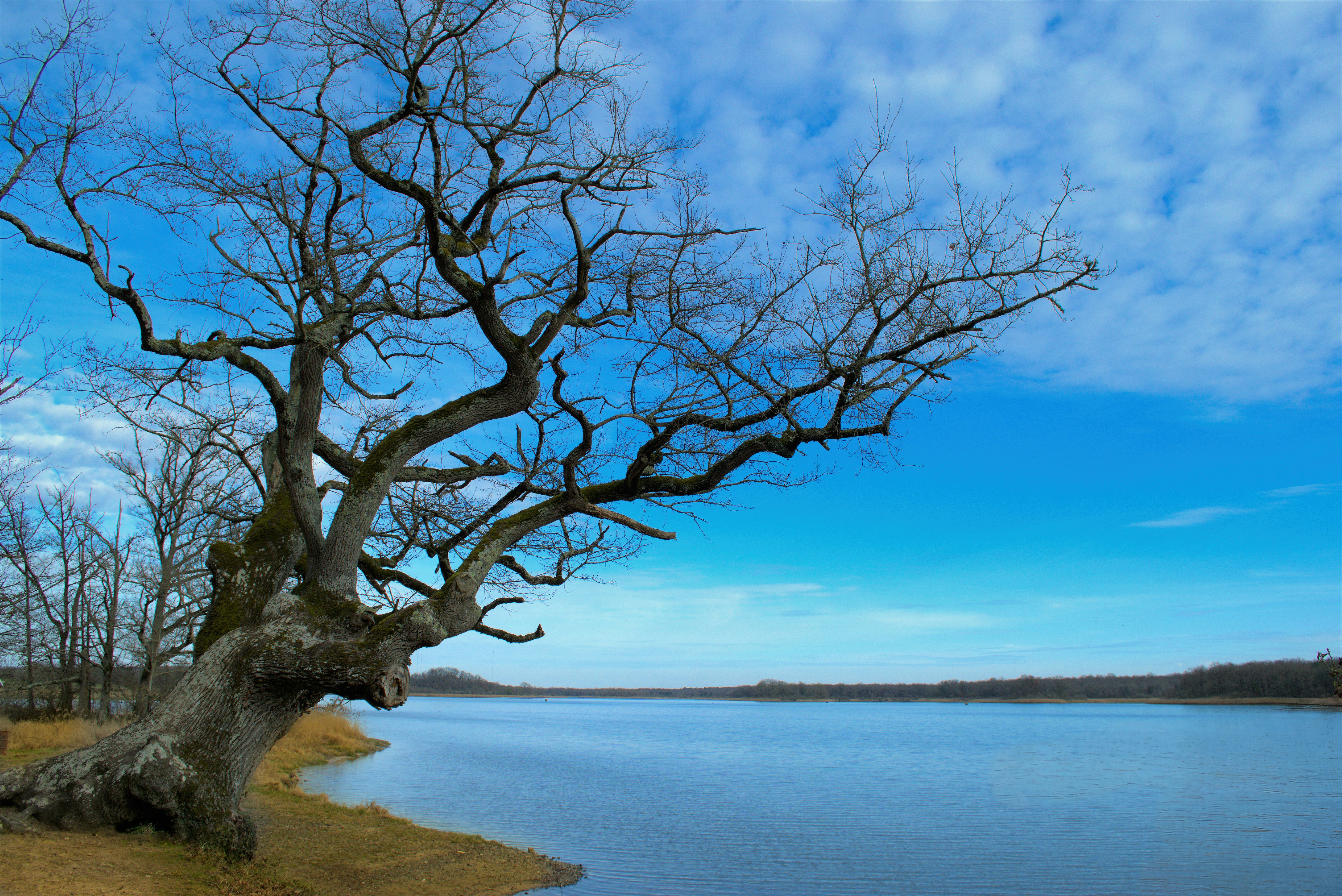 Gnarled Riverside Sentinel Under a Veiled Sky