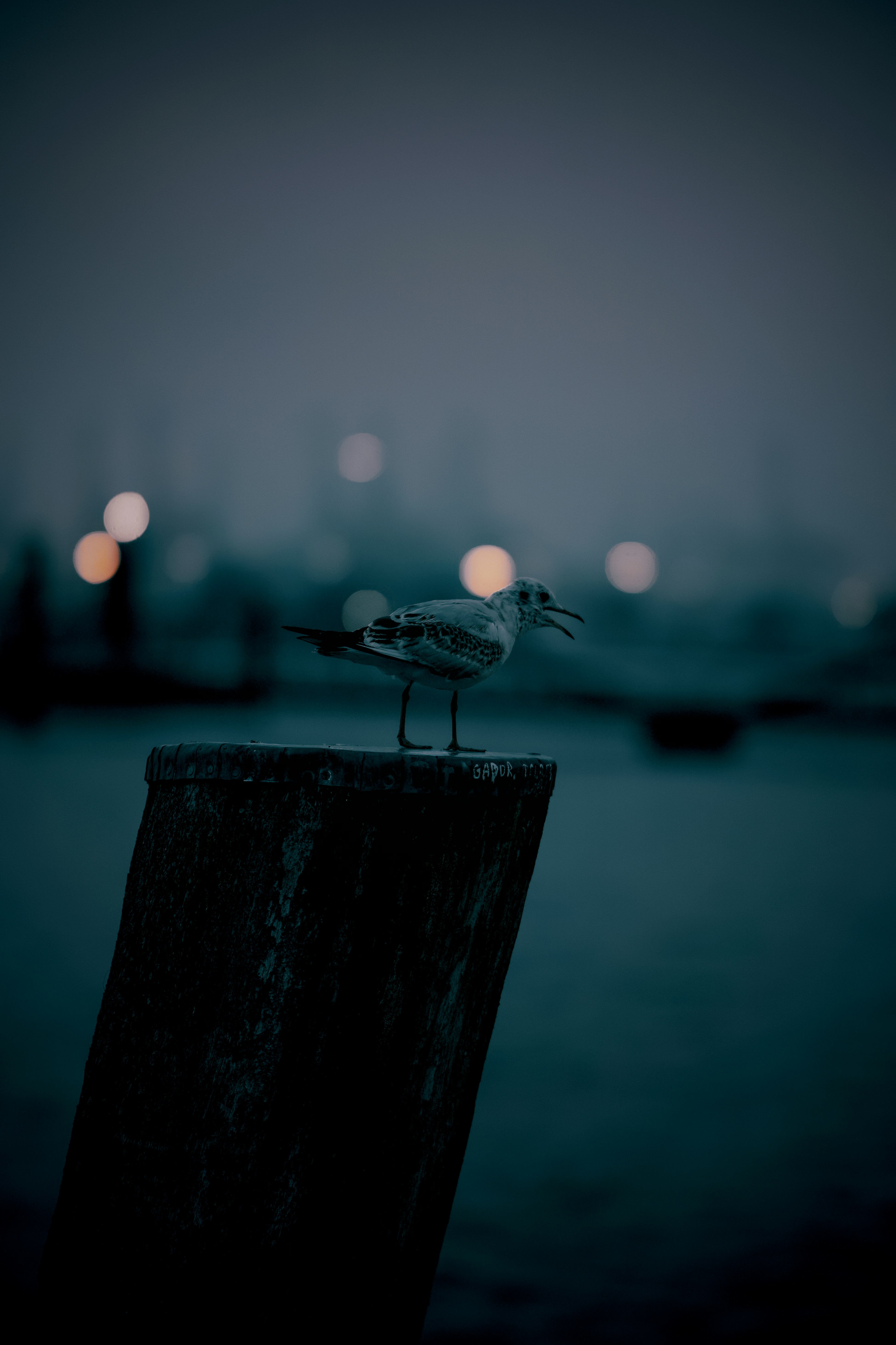 Stormy Gulls over the Jetty: A lone bird atop a weathered piling