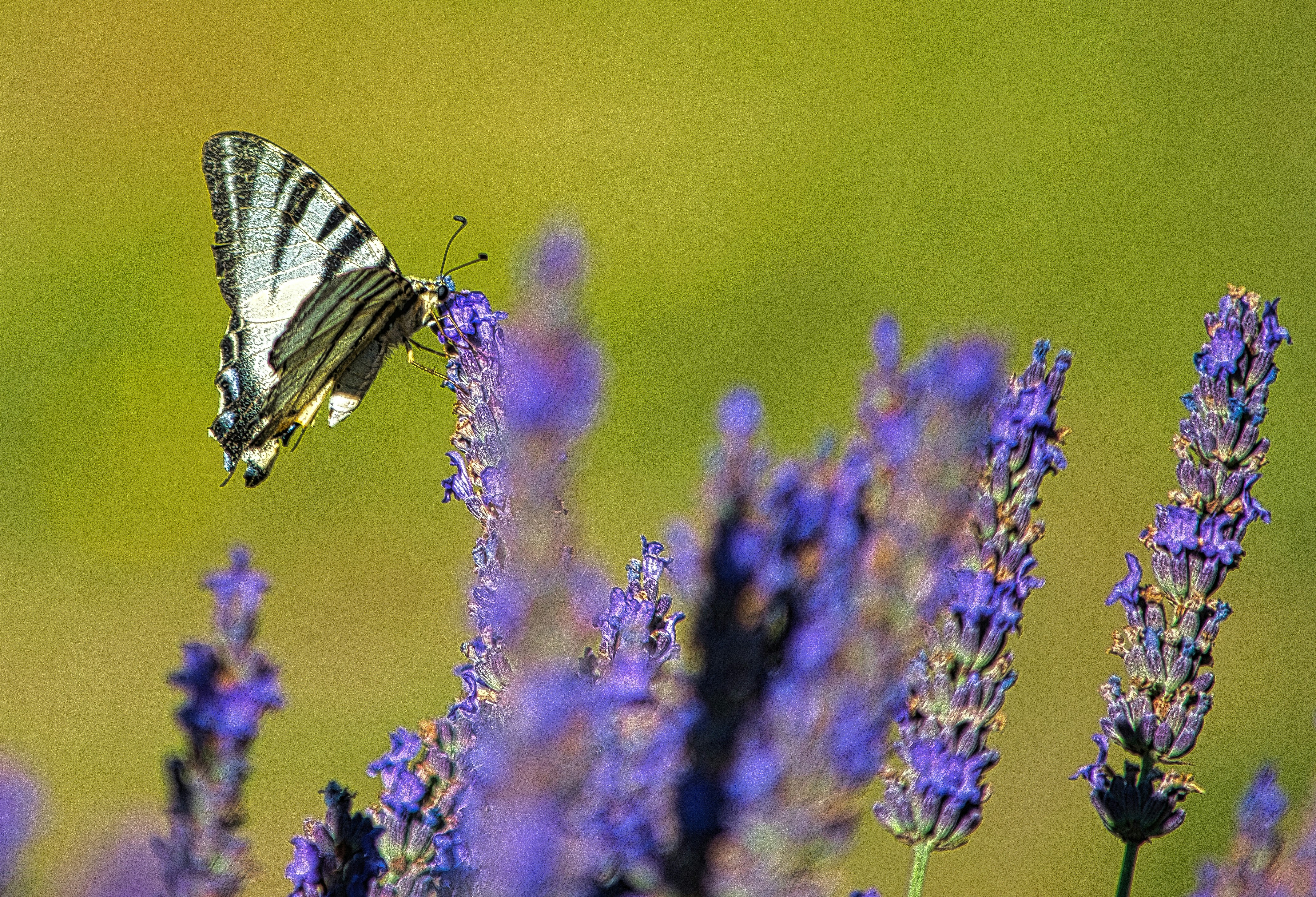 A striped swallowtail butterfly perched on a purple lavender flower in a field