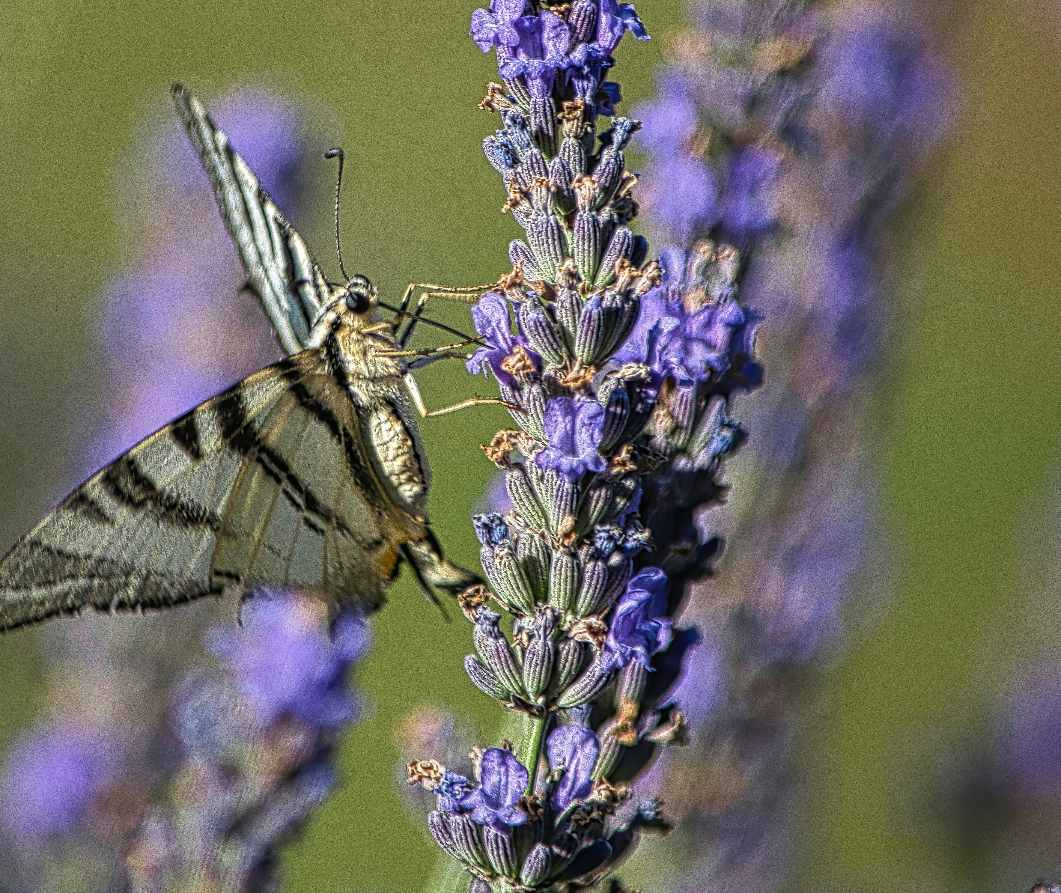 A striped swallowtail butterfly perched on a purple lavender flower spike
