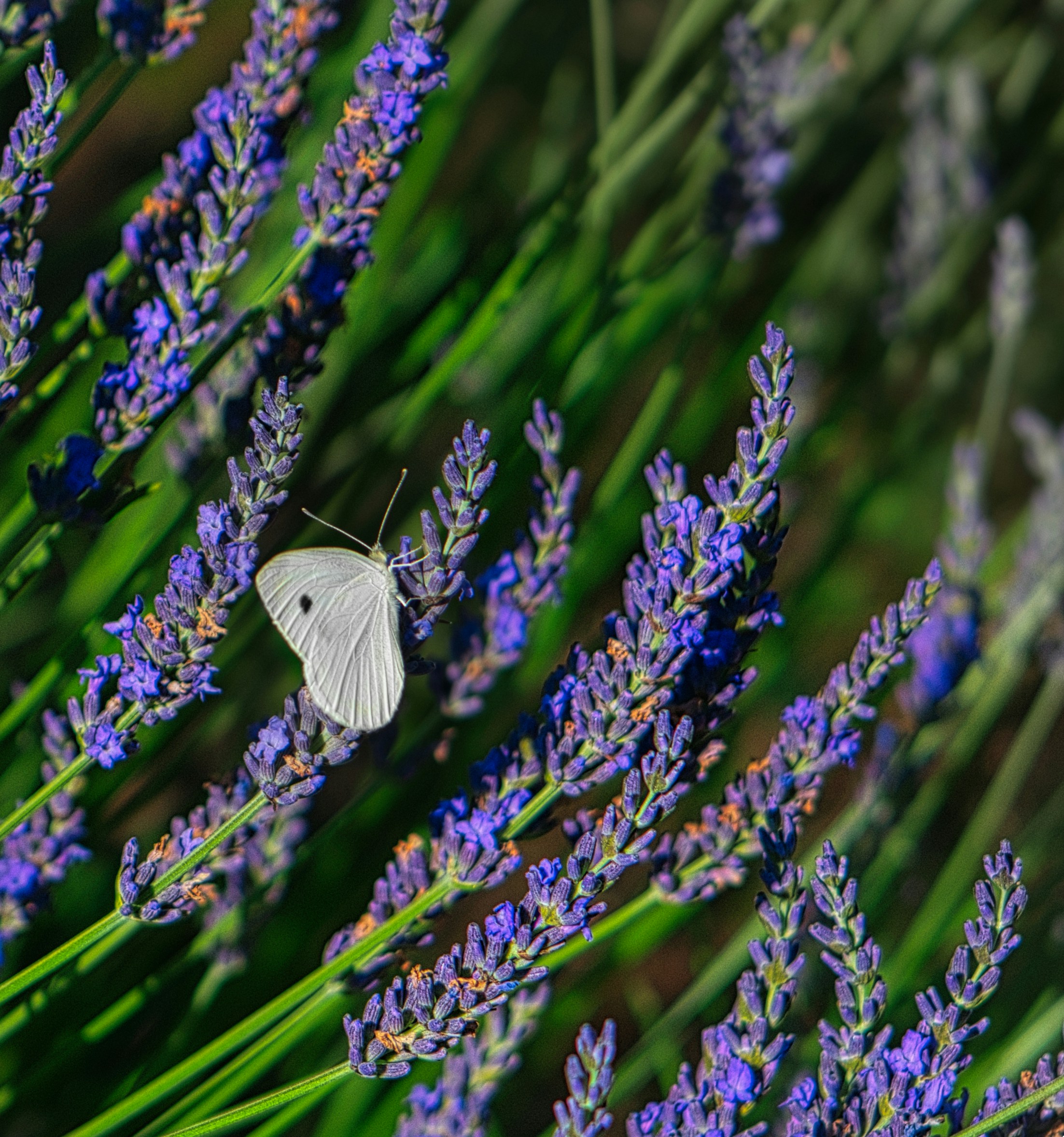 White butterfly resting among lavender spires