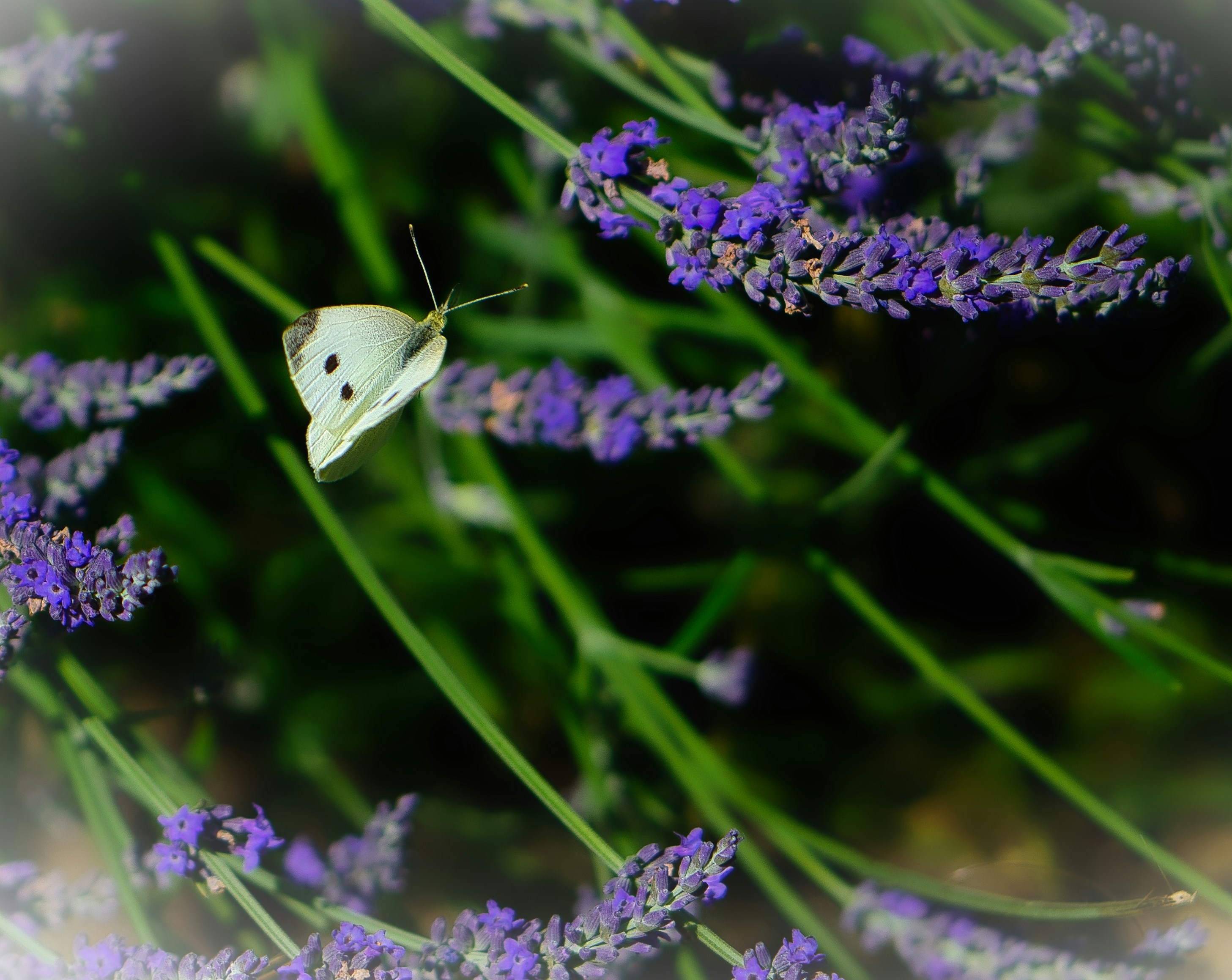 Lilac Whisper: A white moth rests among lavender spikes