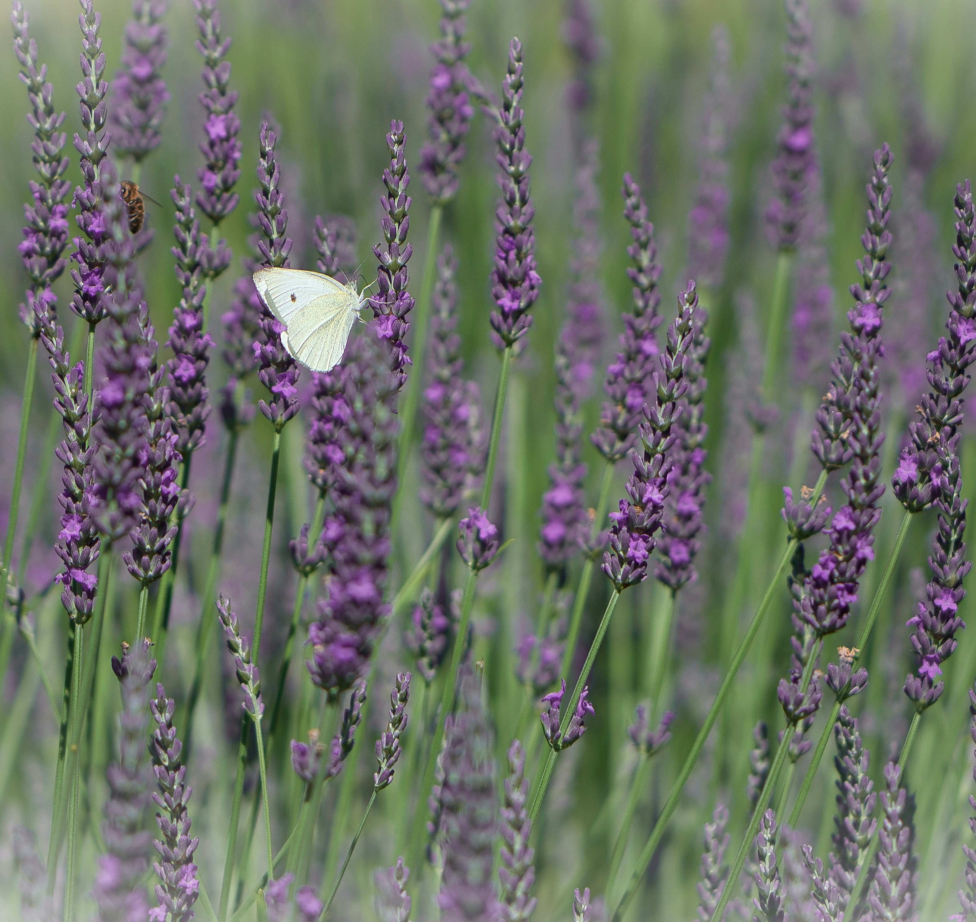 White butterfly among purple lavender stalks in soft-focus field