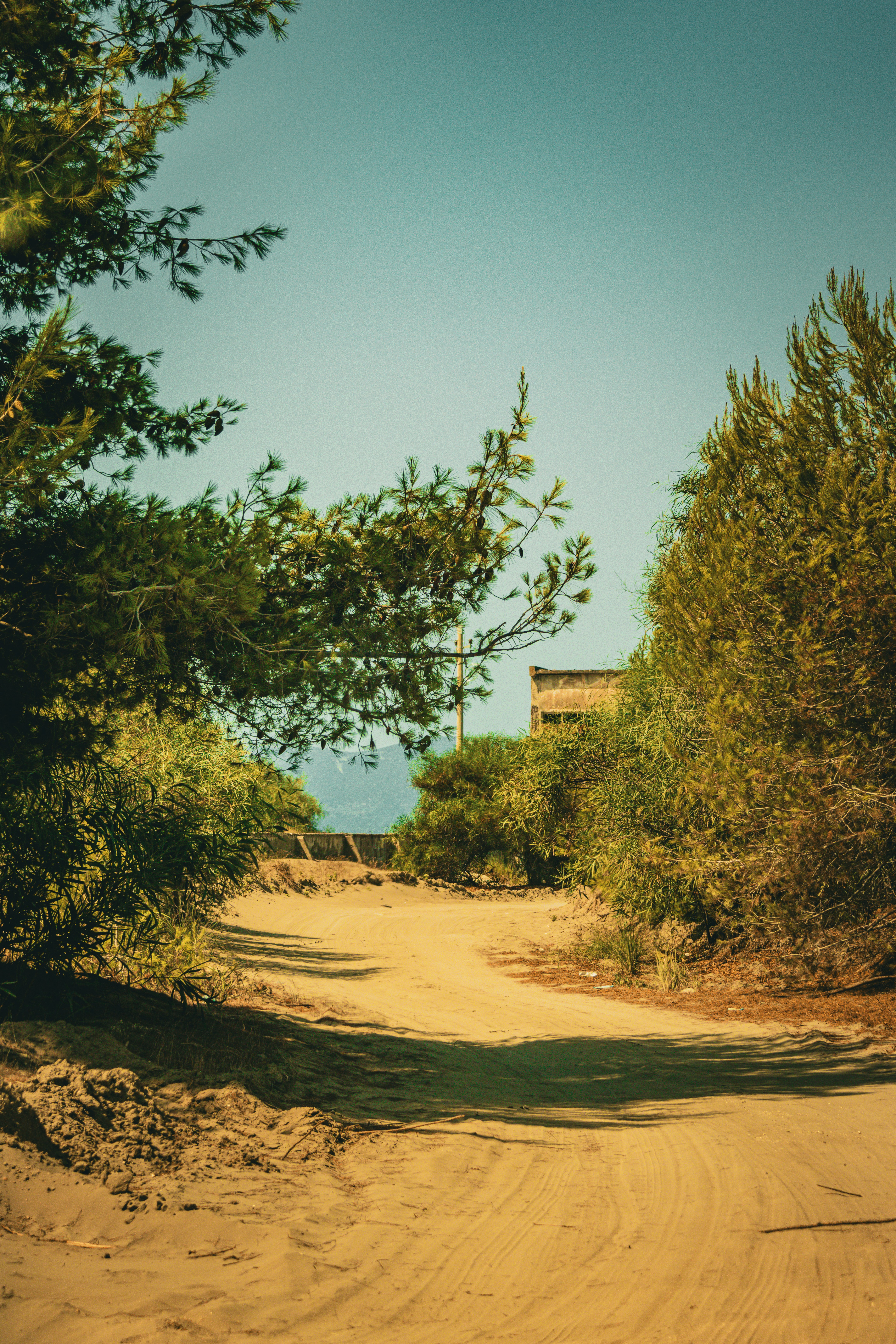 Dusty Path Through Sunlit Pines