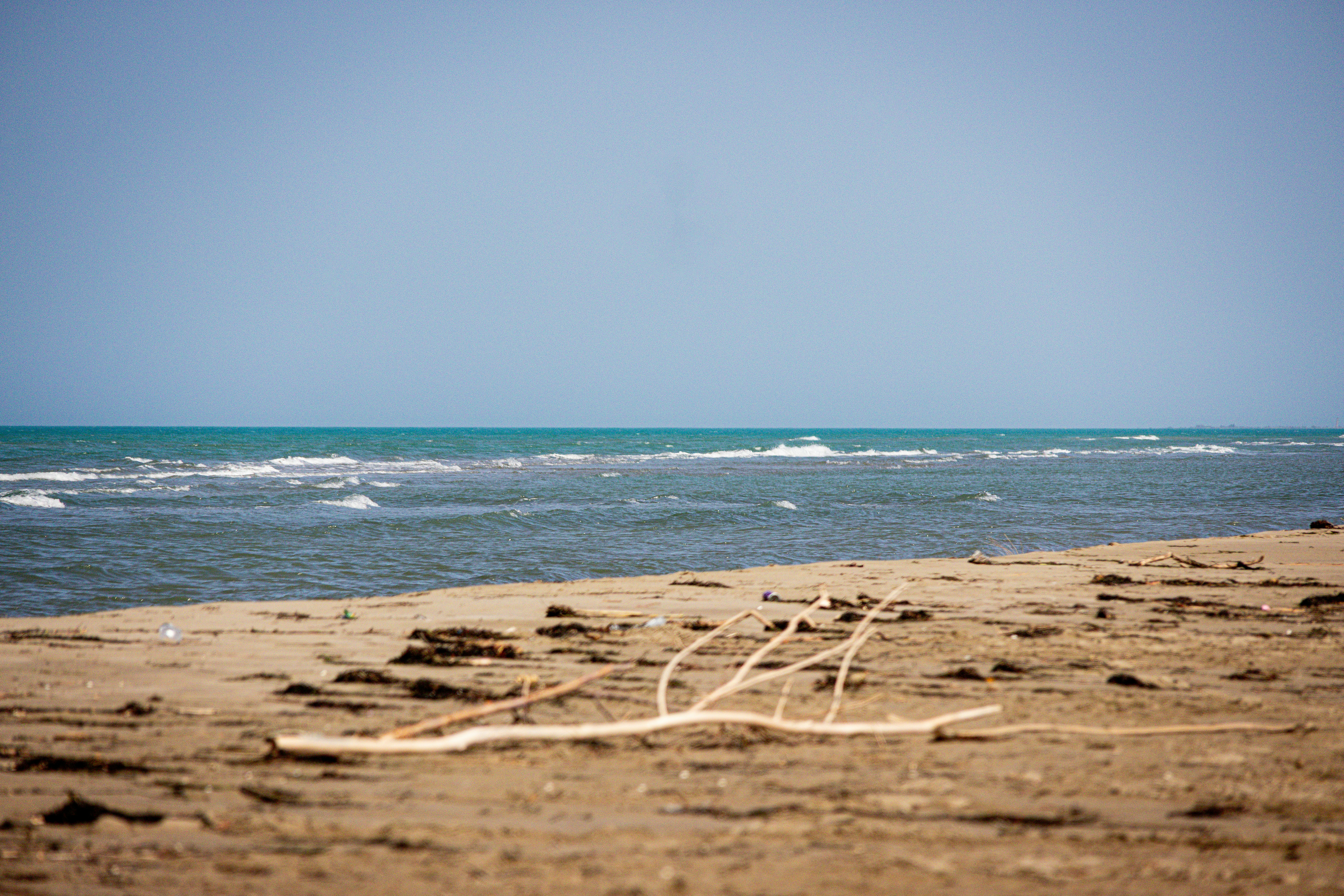 Driftwood Chorus on a Quiet Sea Line