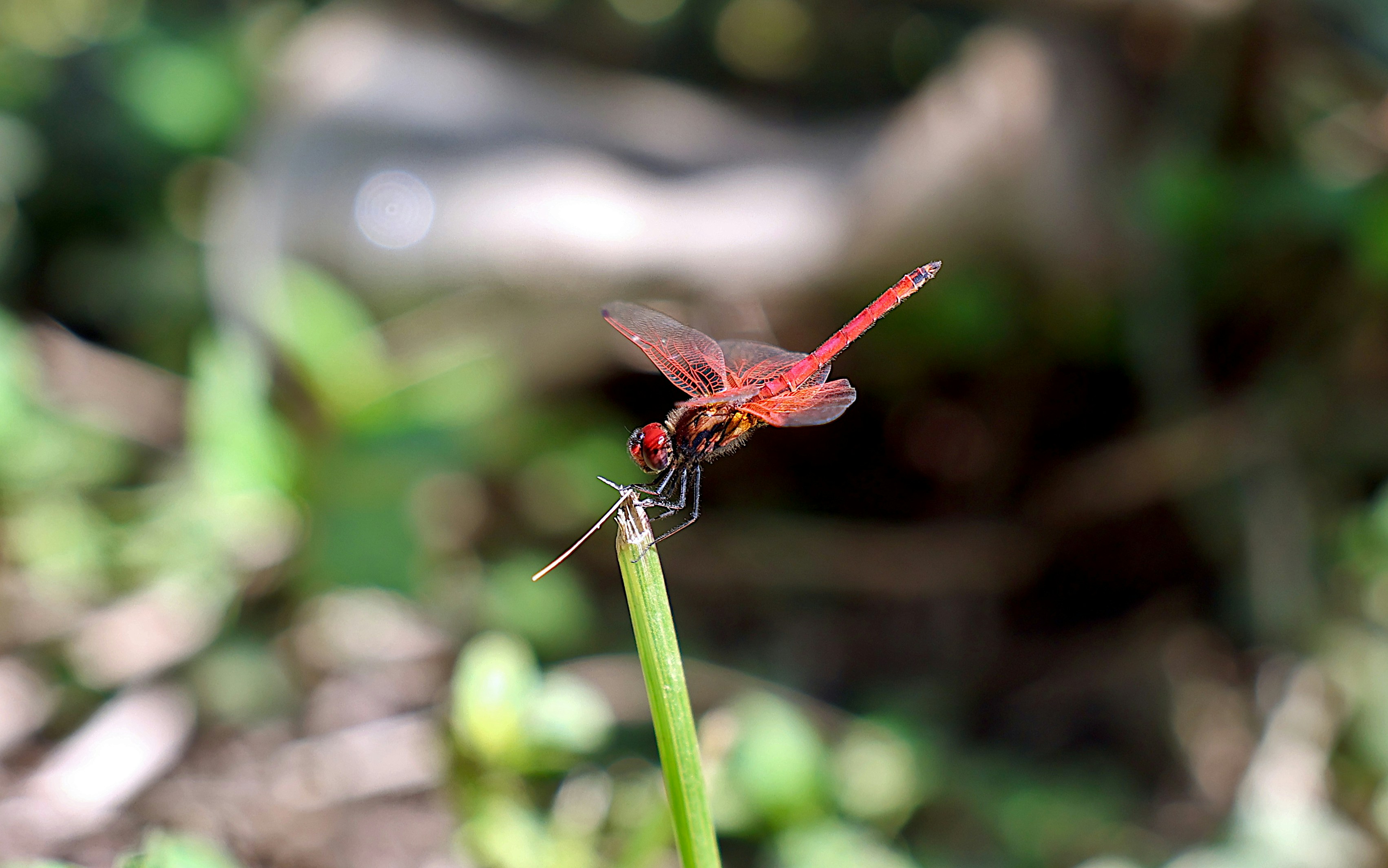 Crimson Dragonfly Adrift on a Green Stem