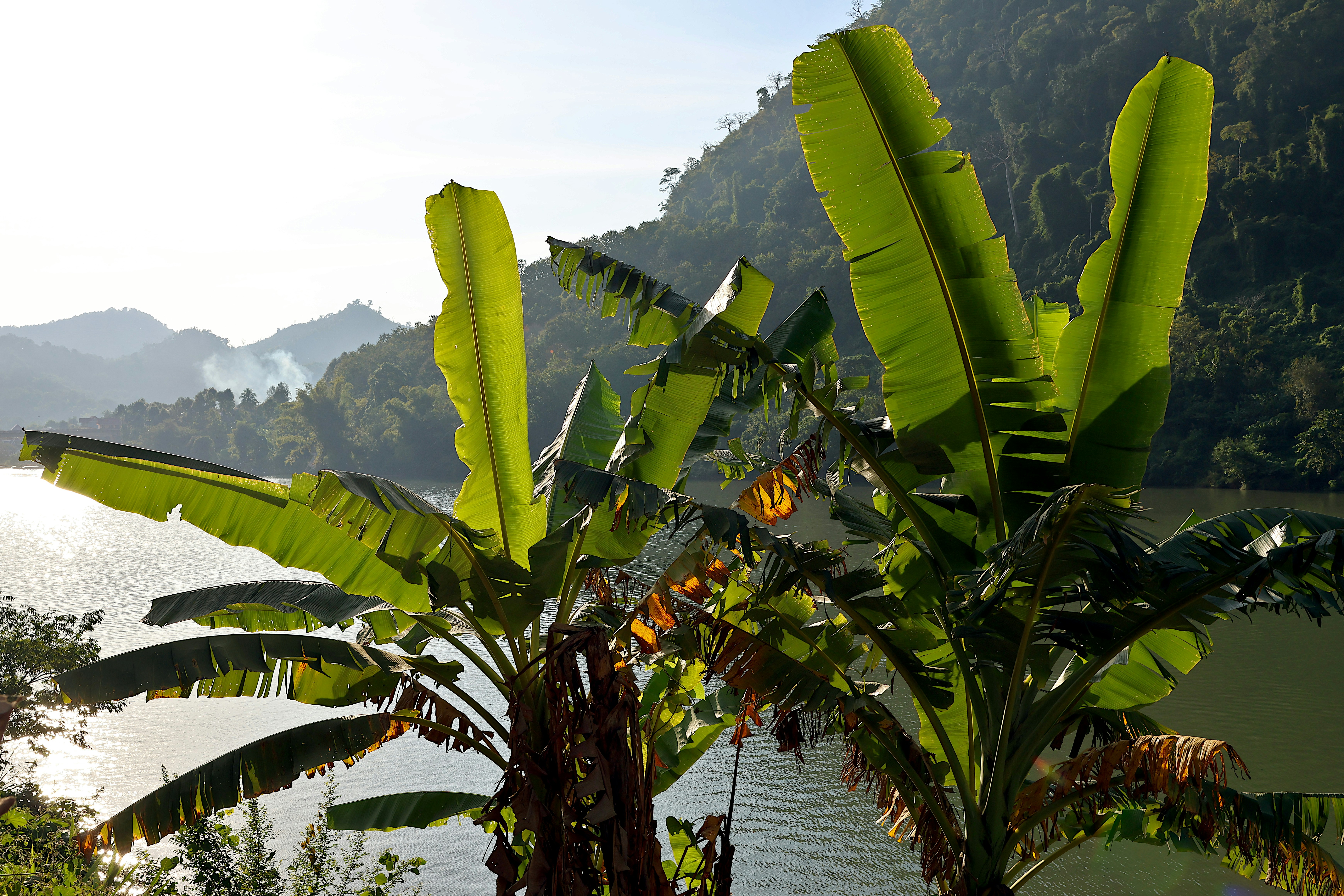 Banana Leaves Framing a Quiet Lakeside Valley