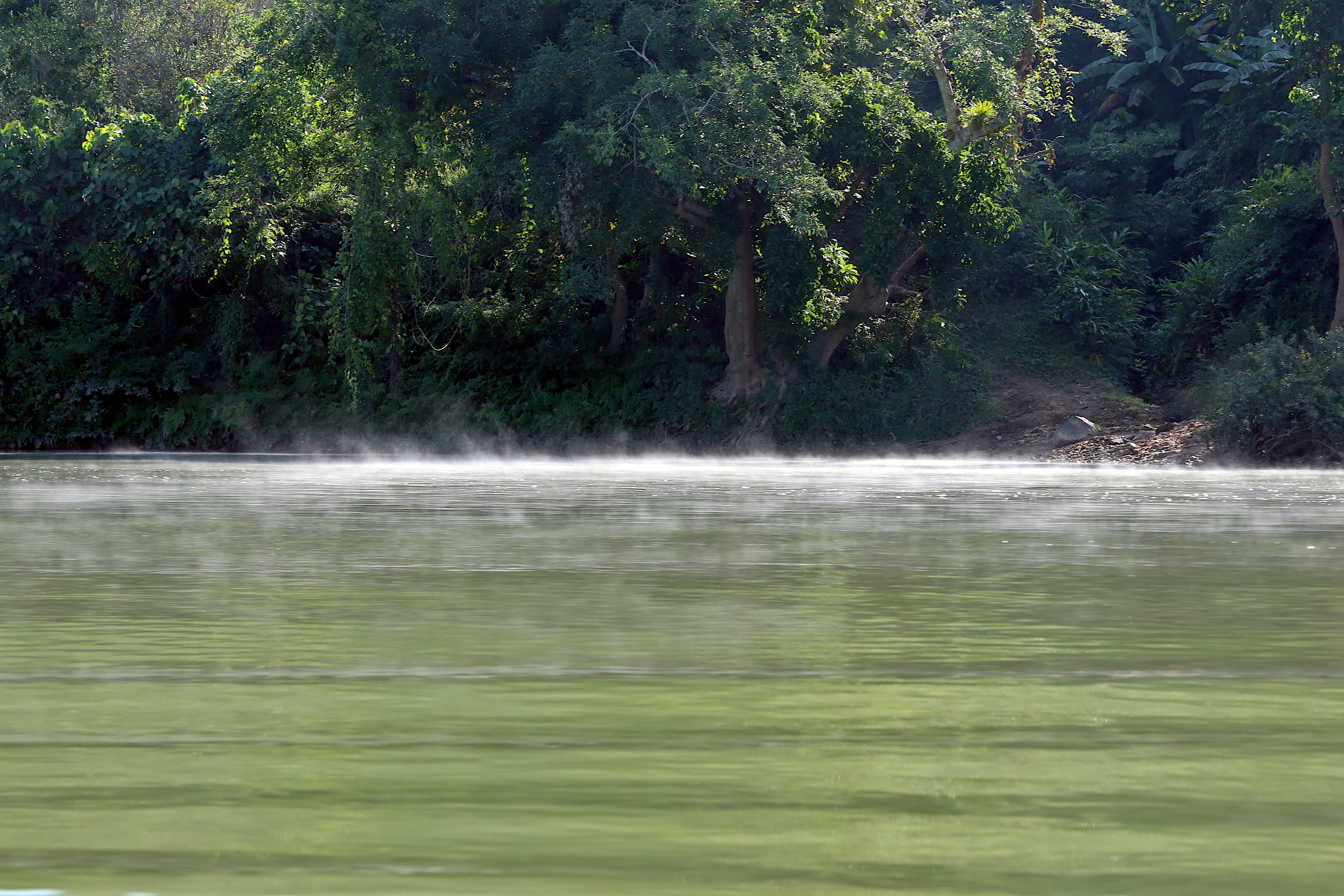 Quiet Convergence: River Mist Along the Forest Line