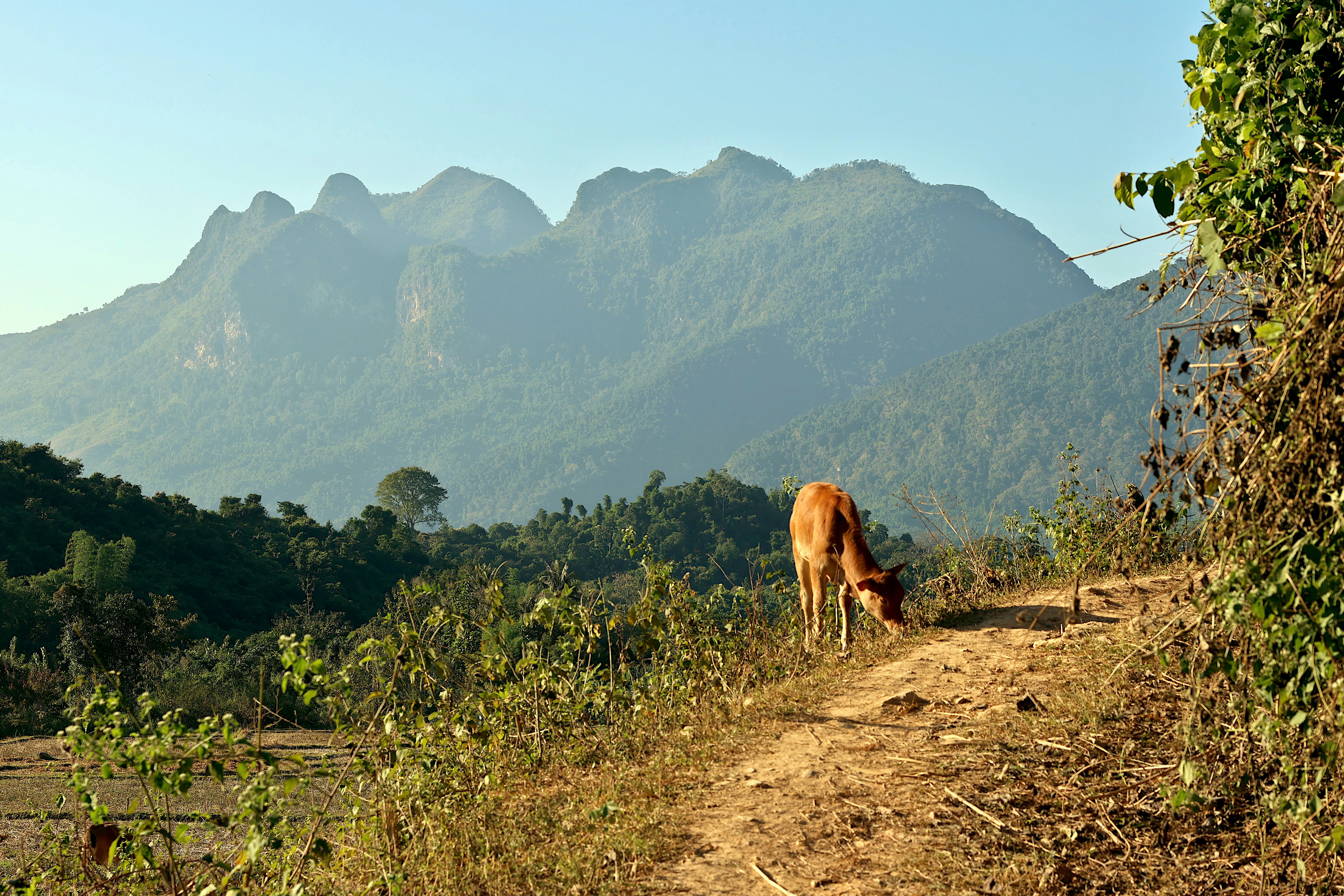 Dusty Path to the Ridge: A Grazing Moment Beneath Mountain Shadows