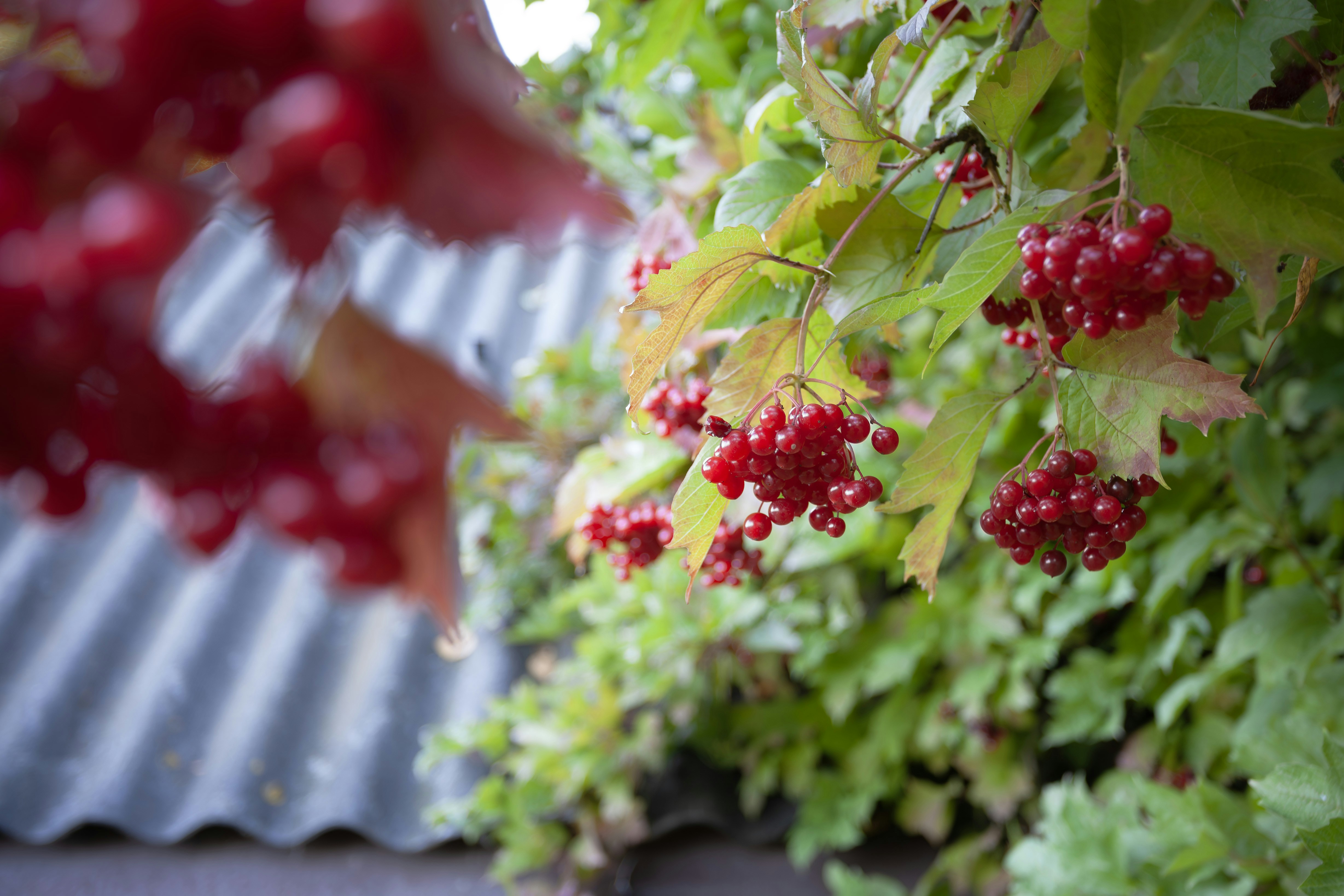 Cluster of red berries on a leafy branch in the foreground with a blurred corrugated surface in the background.