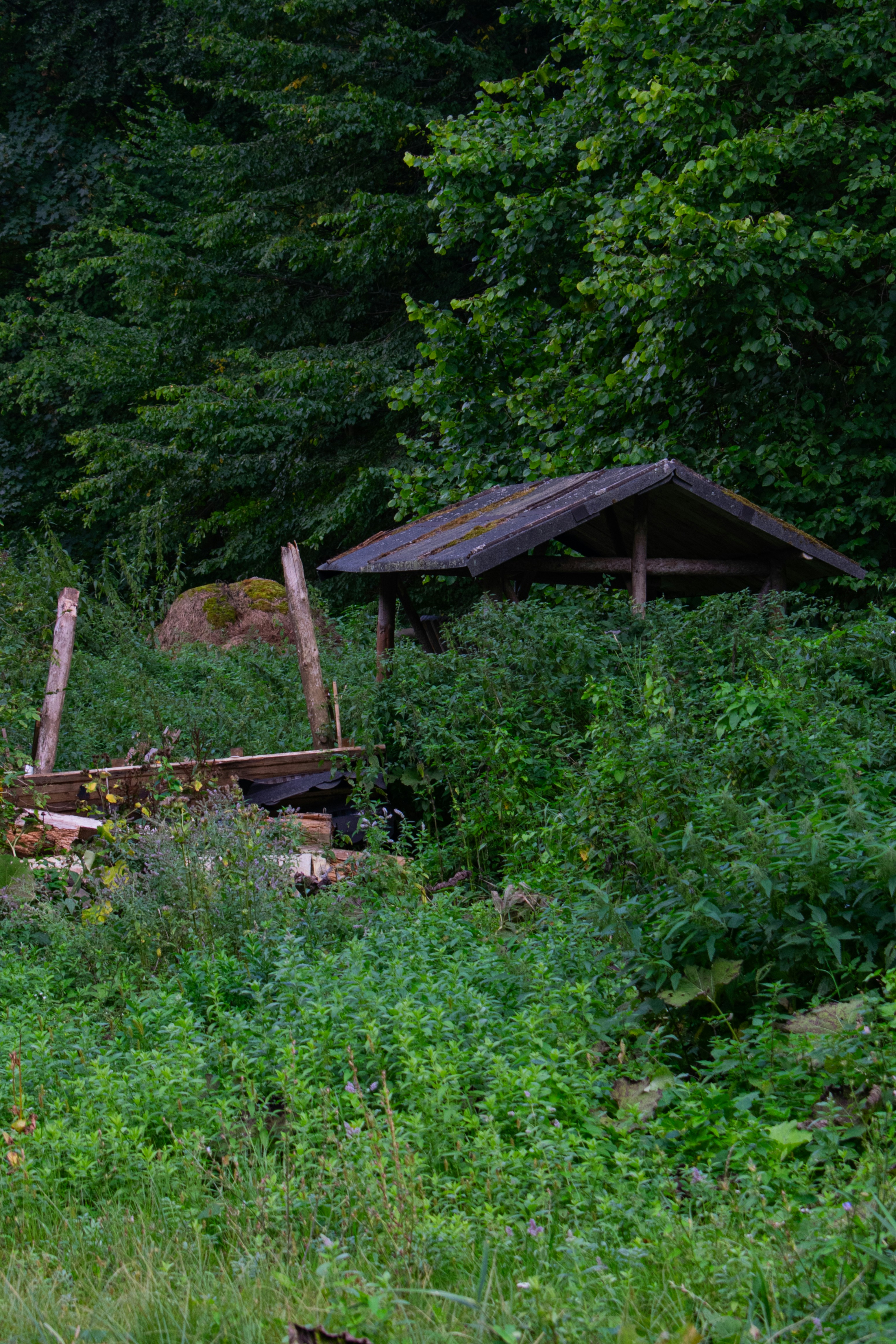 A weathered wooden shelter sits amidst dense green undergrowth and tall trees in a secluded forest. The scene emphasizes abandonment and nature reclaiming a man-made structure.