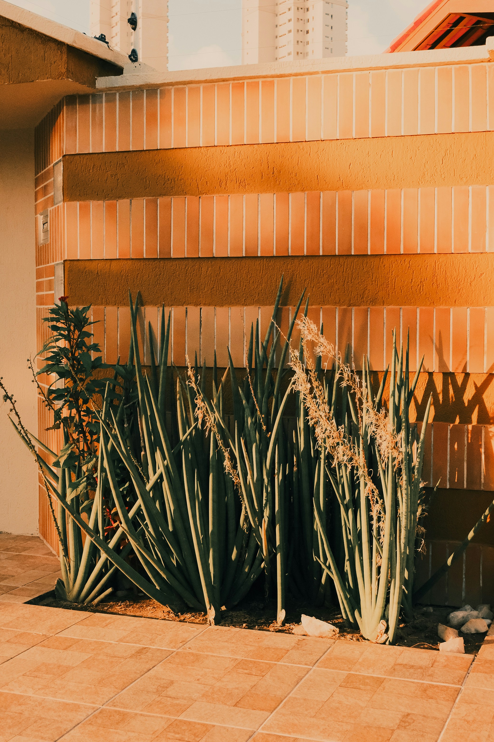 Sunlit Curbside Succulents: Vertical Stripes and Warm Brick