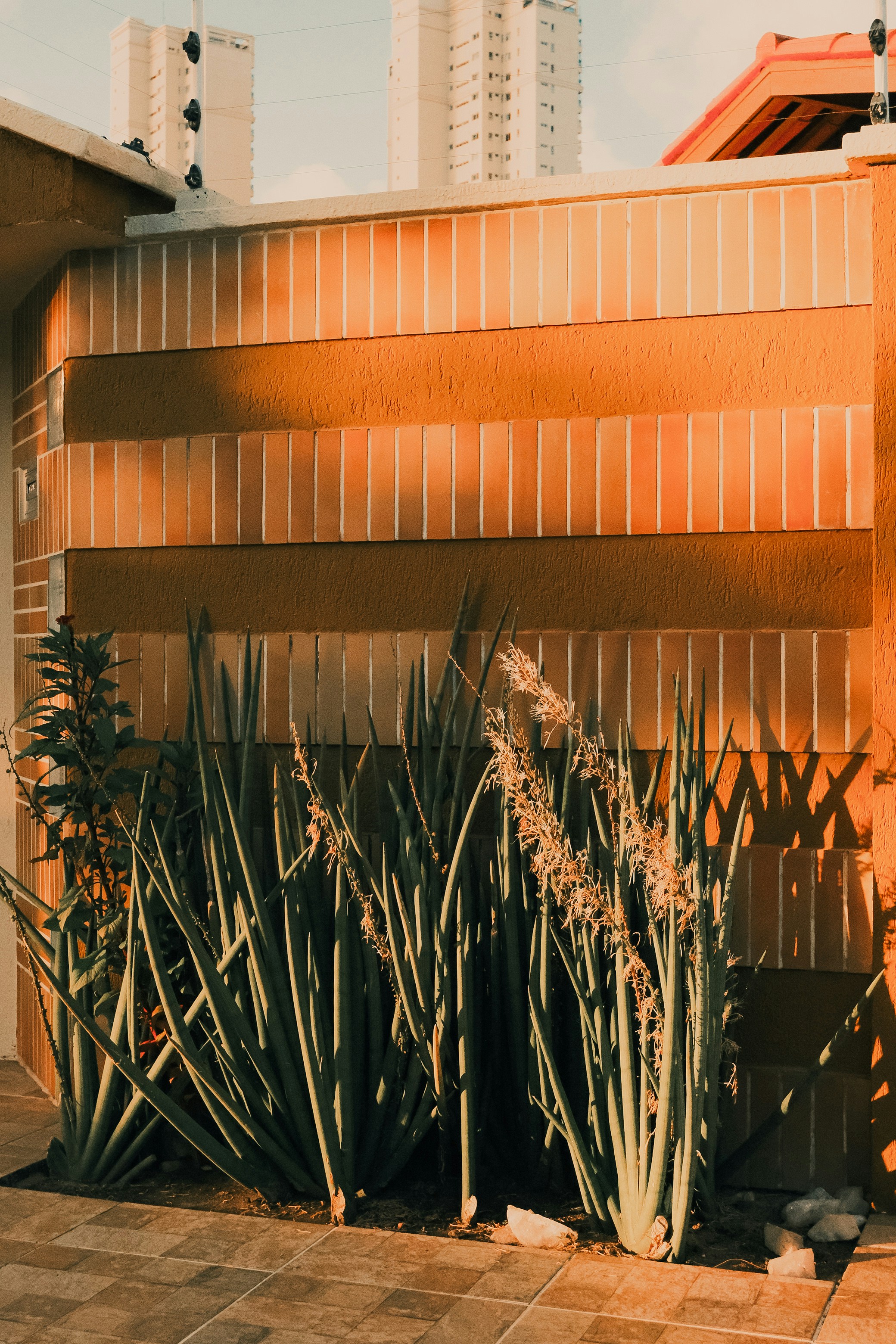 Sunlit Bricks and Sharp Foliage: A Deserted Courtyard Afterglow