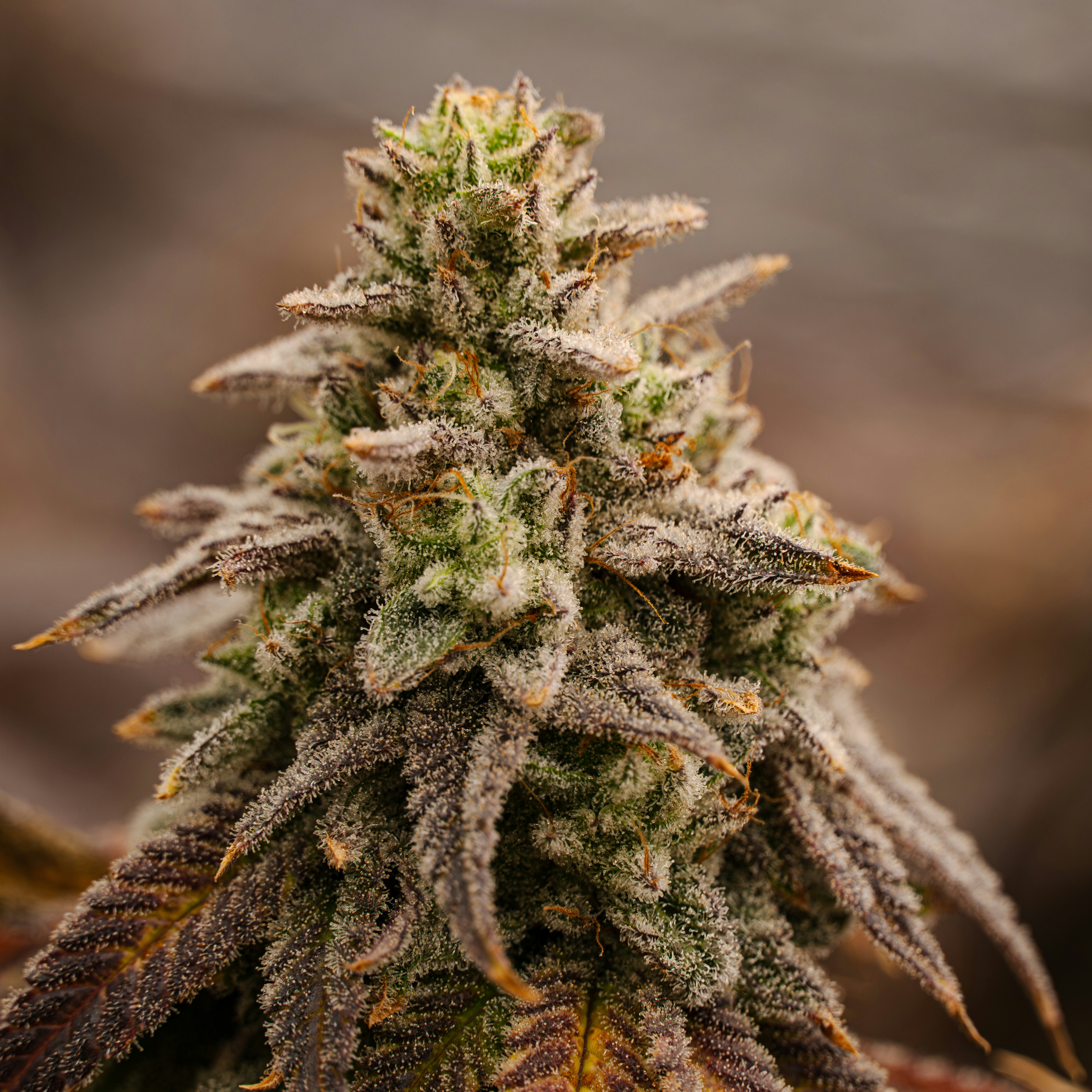 Frosted Cannabis Crown: Crystal-Trimmed Bud Against a Warm Backdrop