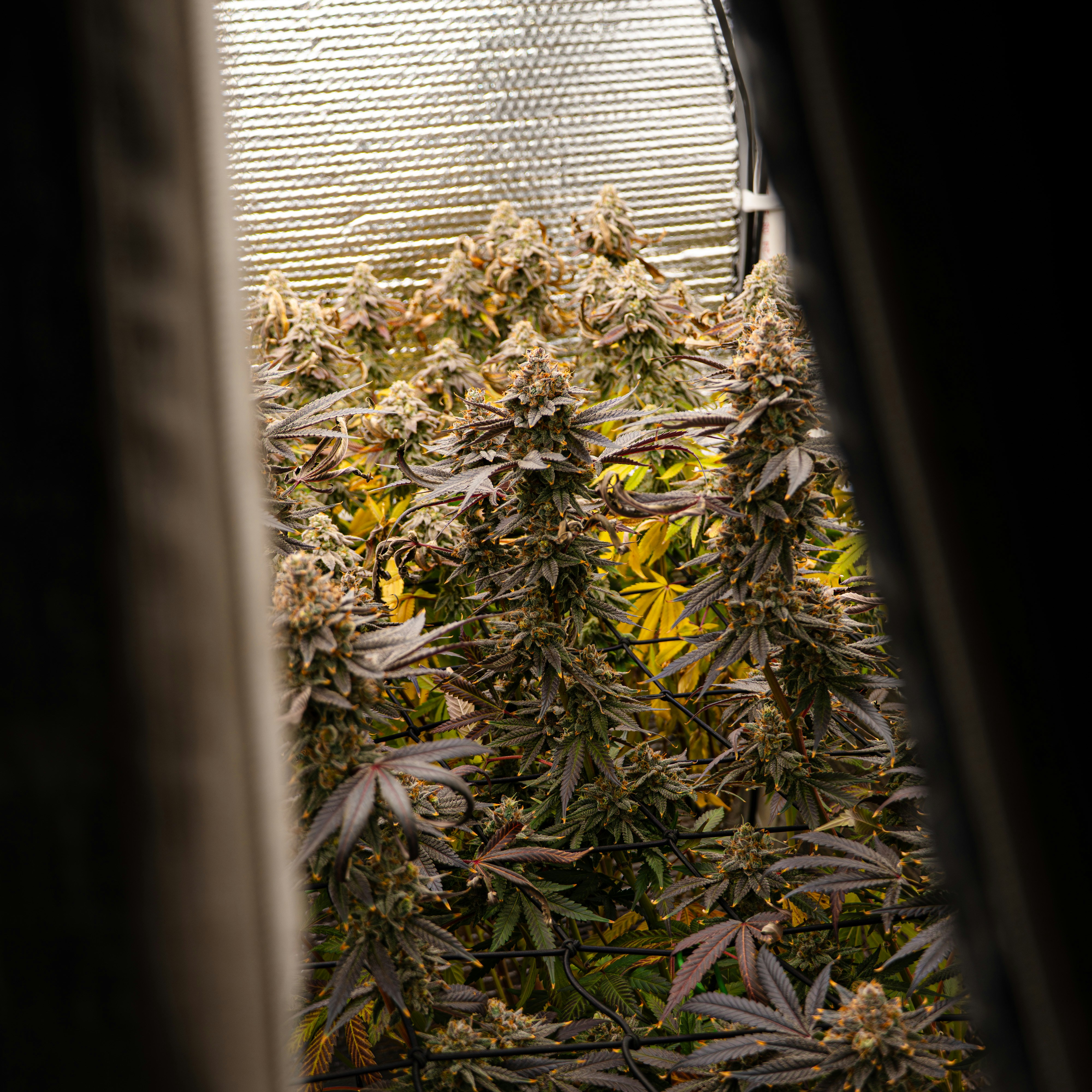 Dense cannabis buds fill the frame through a narrow aperture, with soft backlighting highlighting trichomes and purple-tinged leaves in a controlled environment.