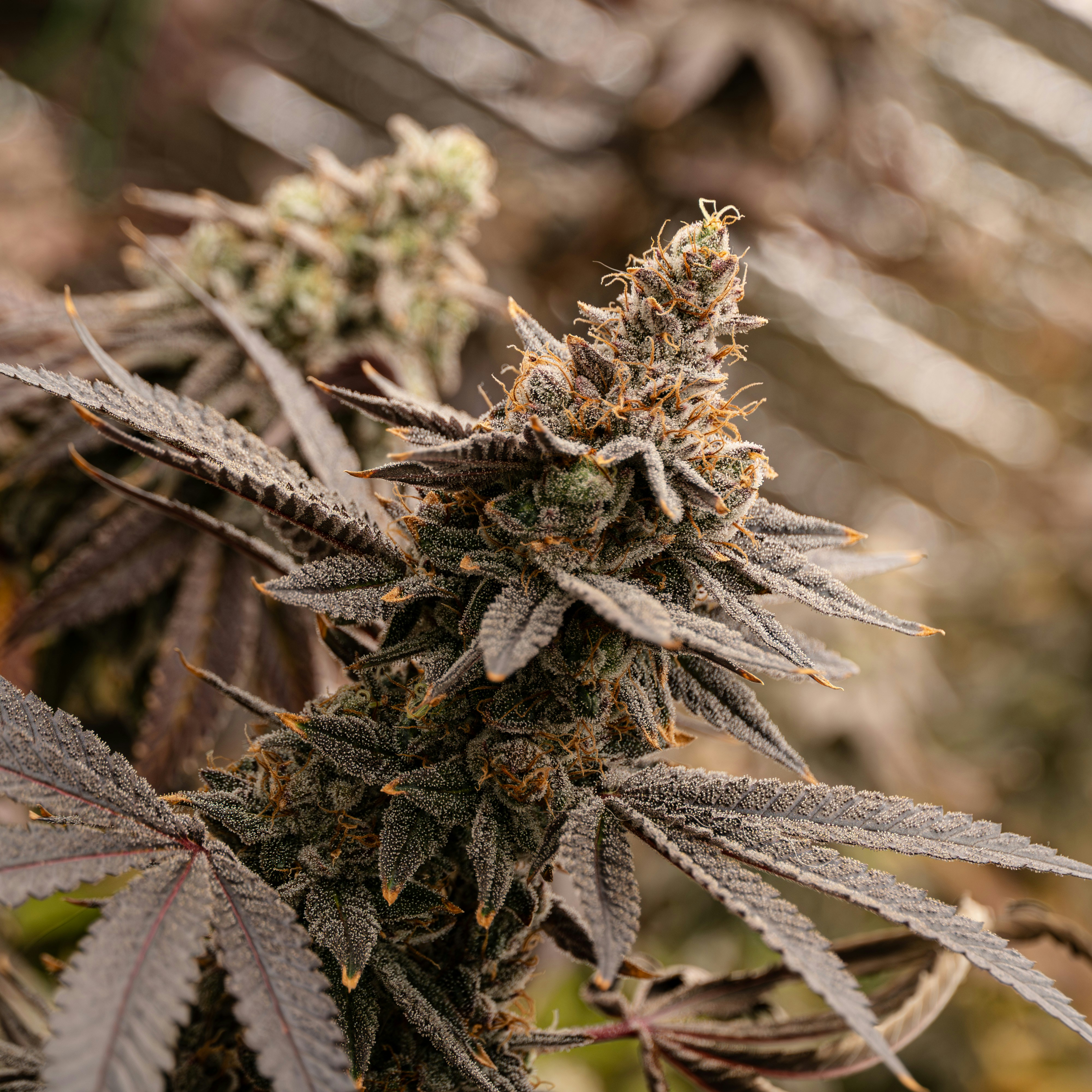Frost-kissed cannabis bud in close-up bloom