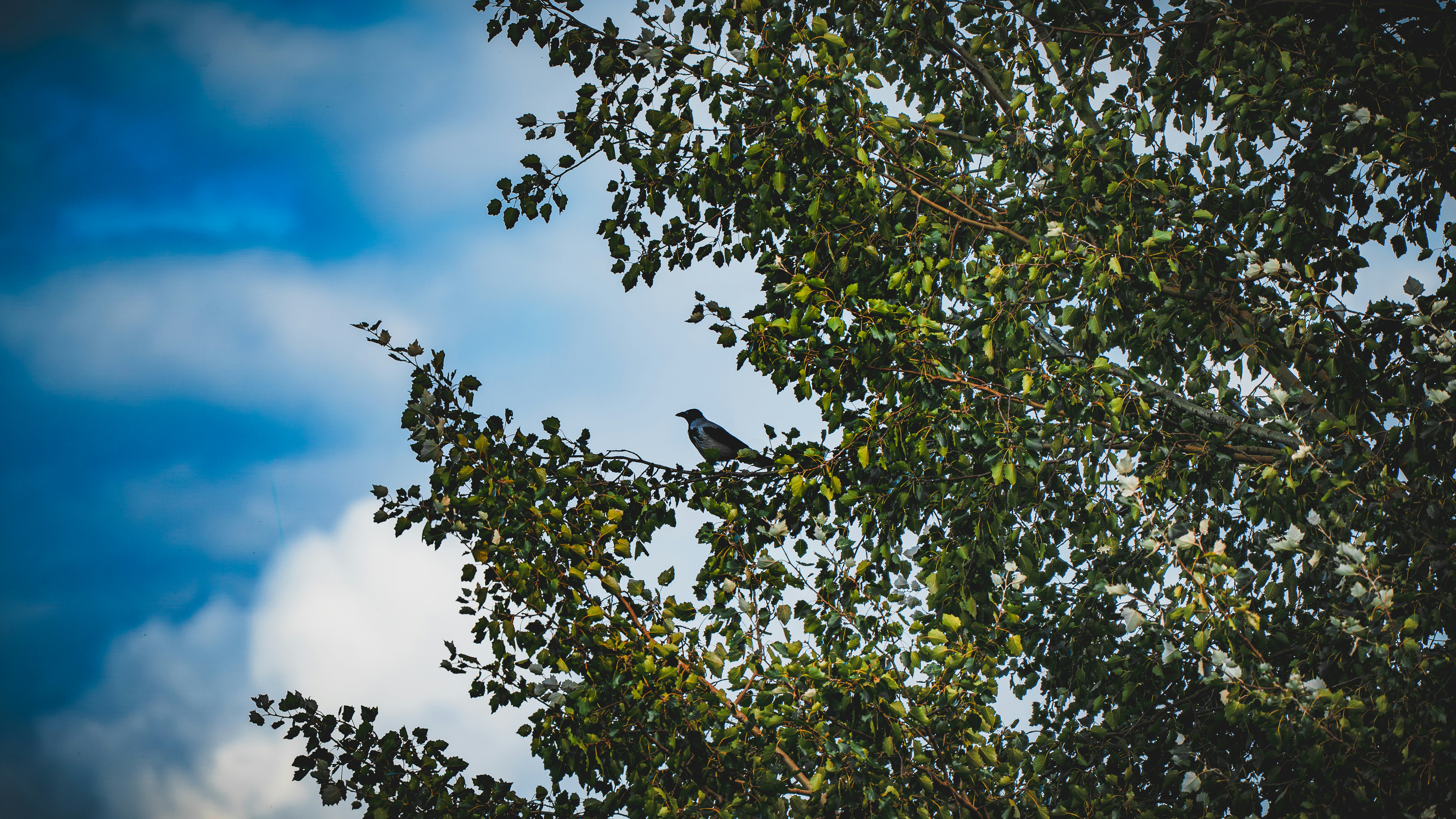 Bird on a Branch: Quiet Moment Among the Leaves