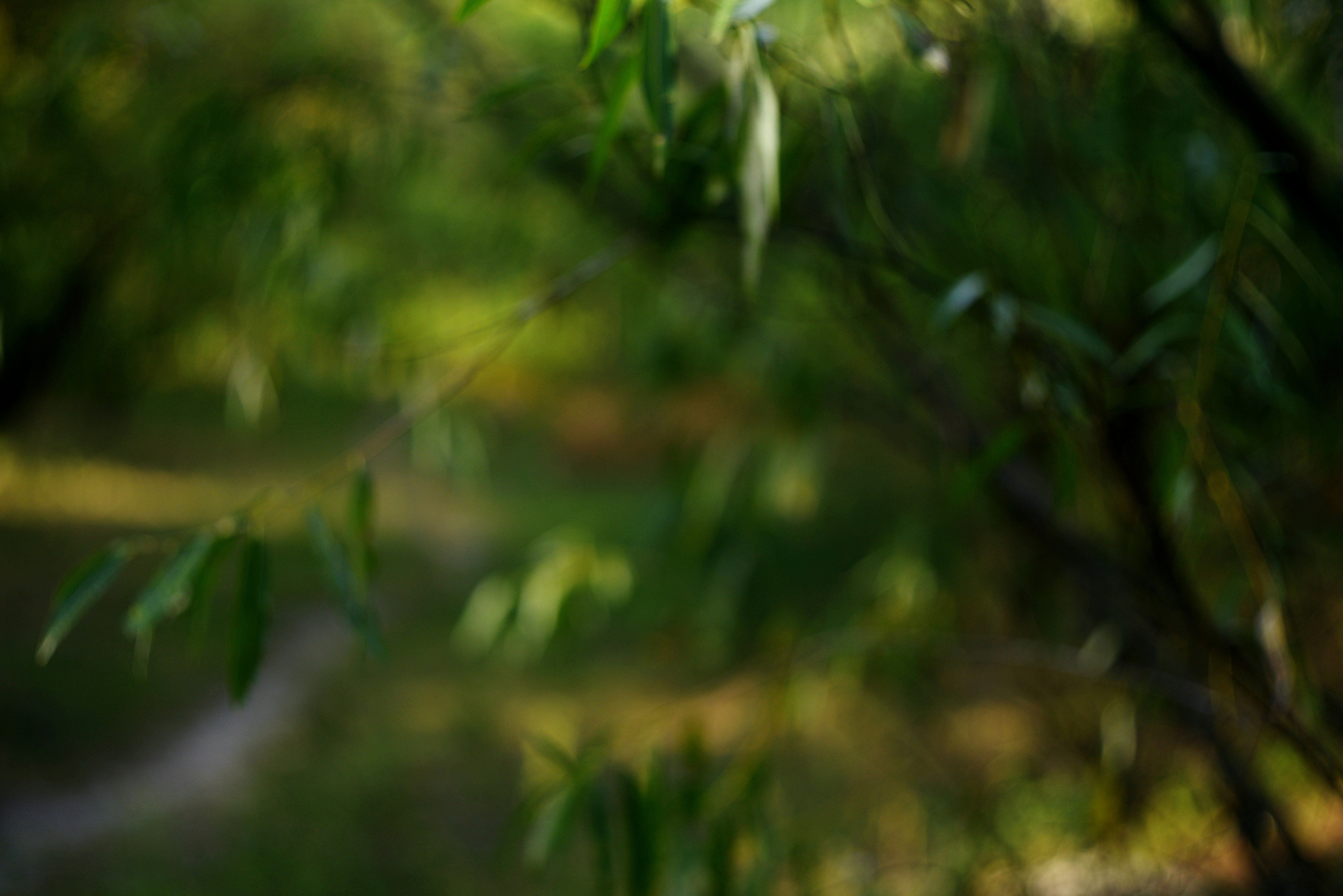Hushed Green Corridor: Blurred Foliage in Soft Afternoon Light