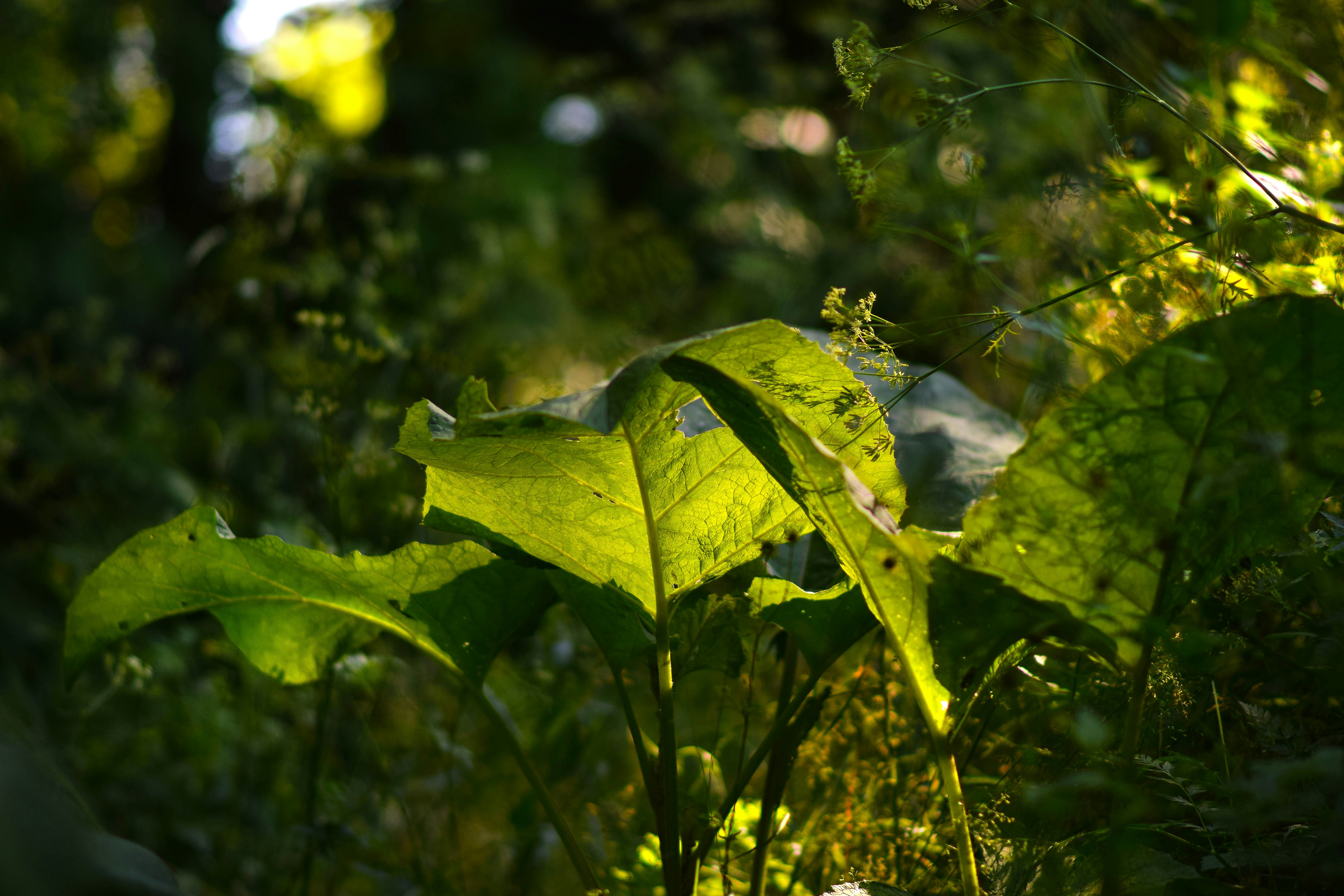 Sunlit green leaves with contrasting shadows in a forest undergrowth, emphasizing texture and vein detail.