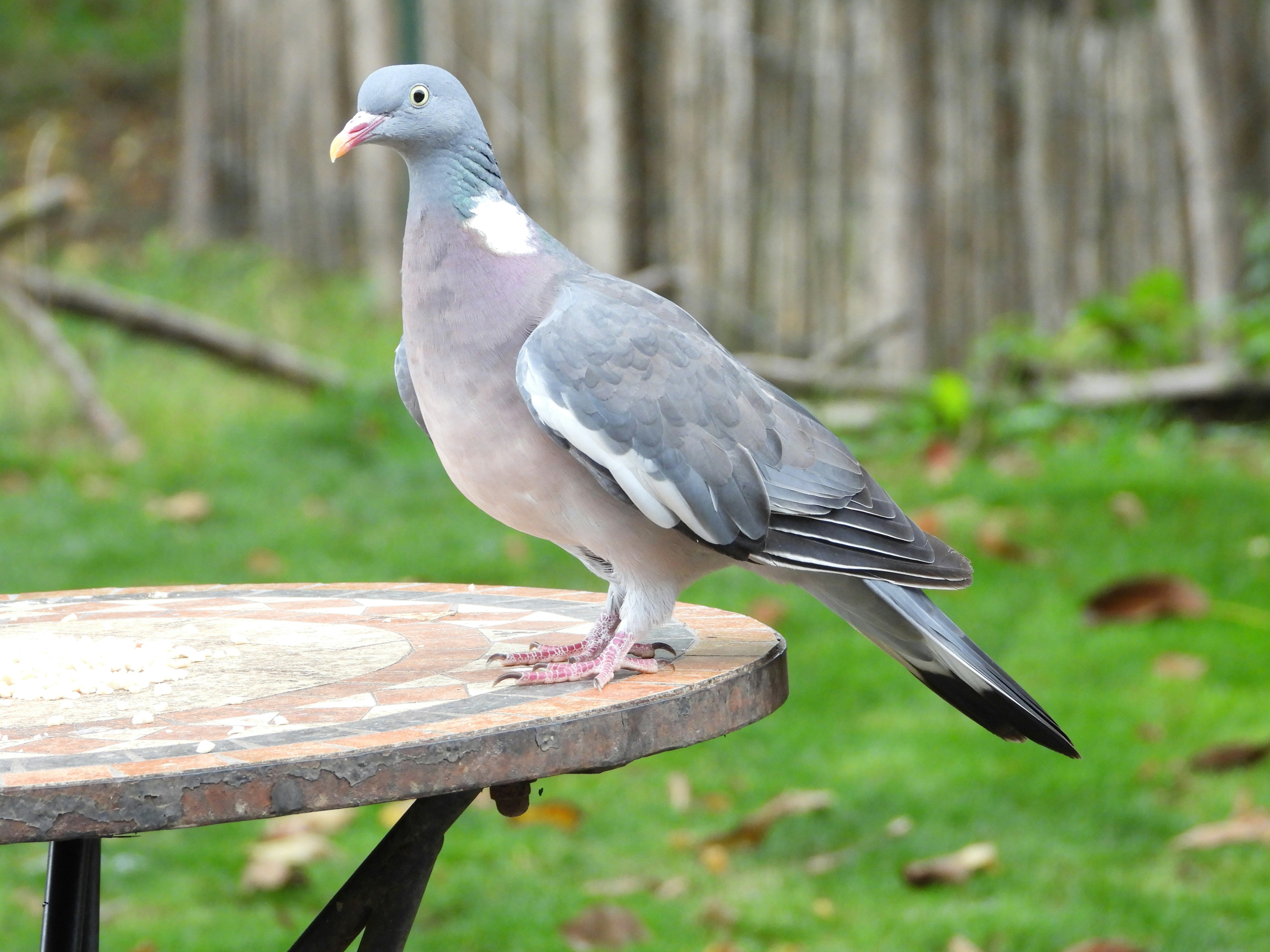 Gray Dove on Weathered Table: Quiet Focus in a Garden Scene