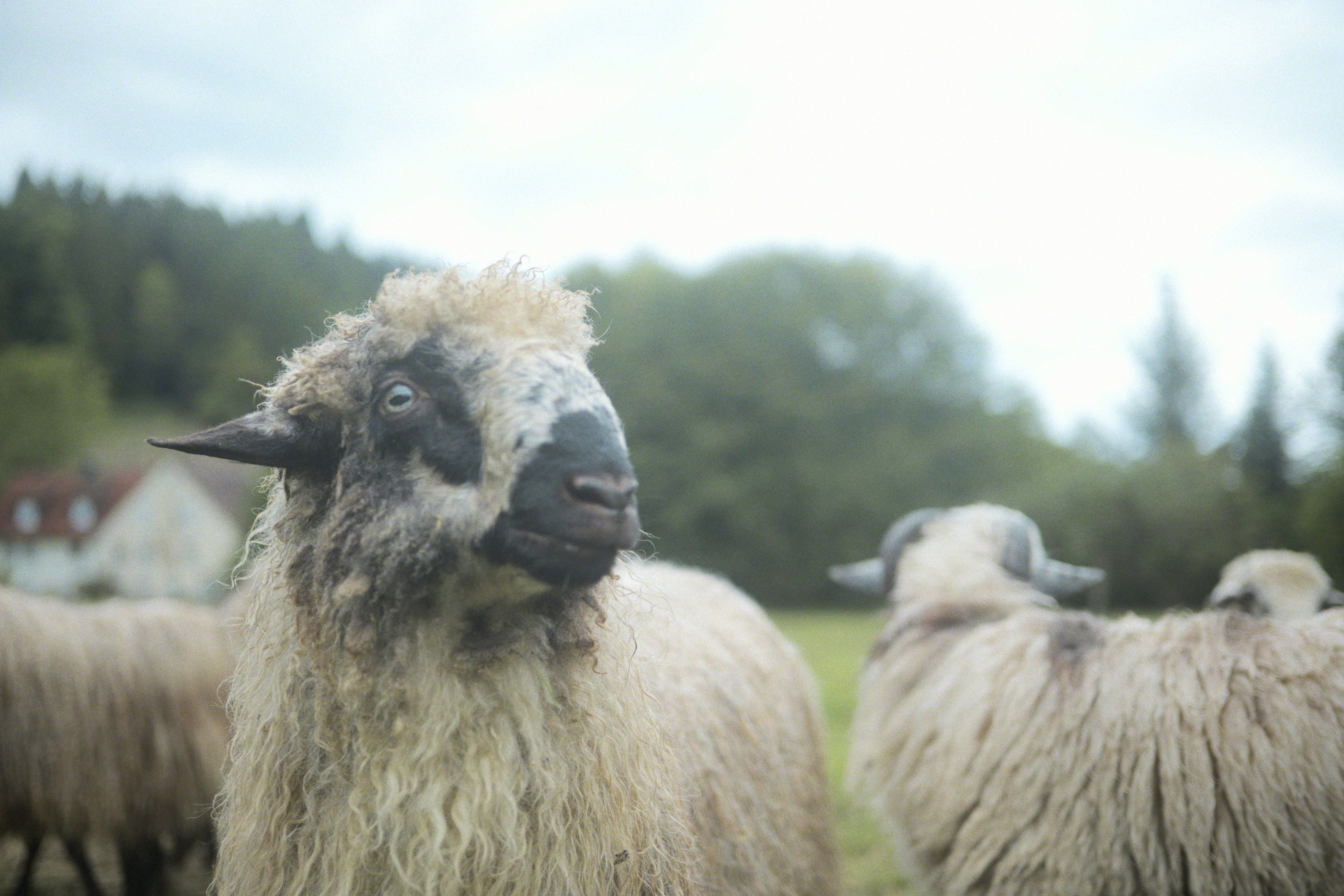 Curious Ewes in a Meadow Ringed by Pines
