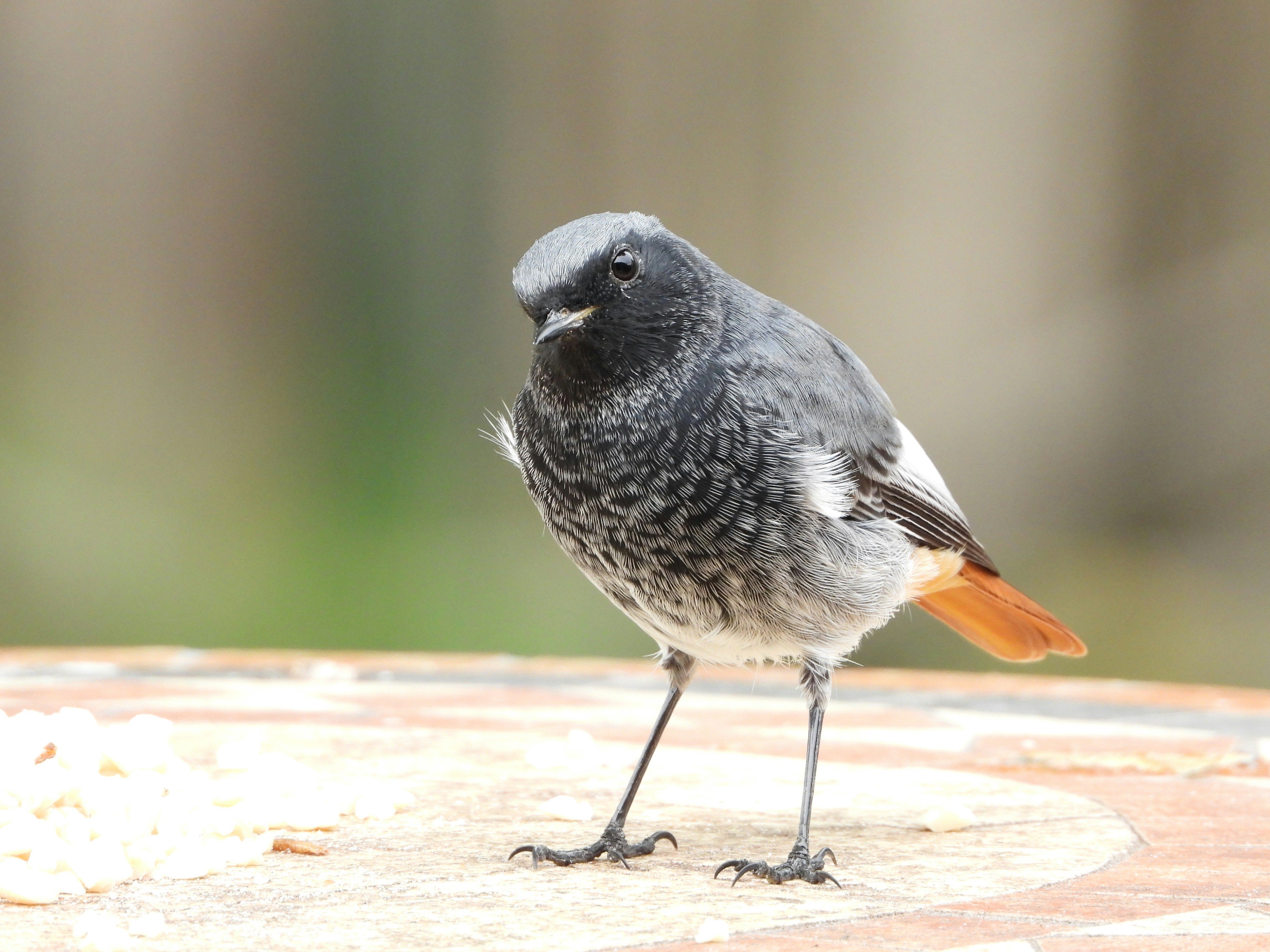 Gray bird with orange tail on wooden surface
