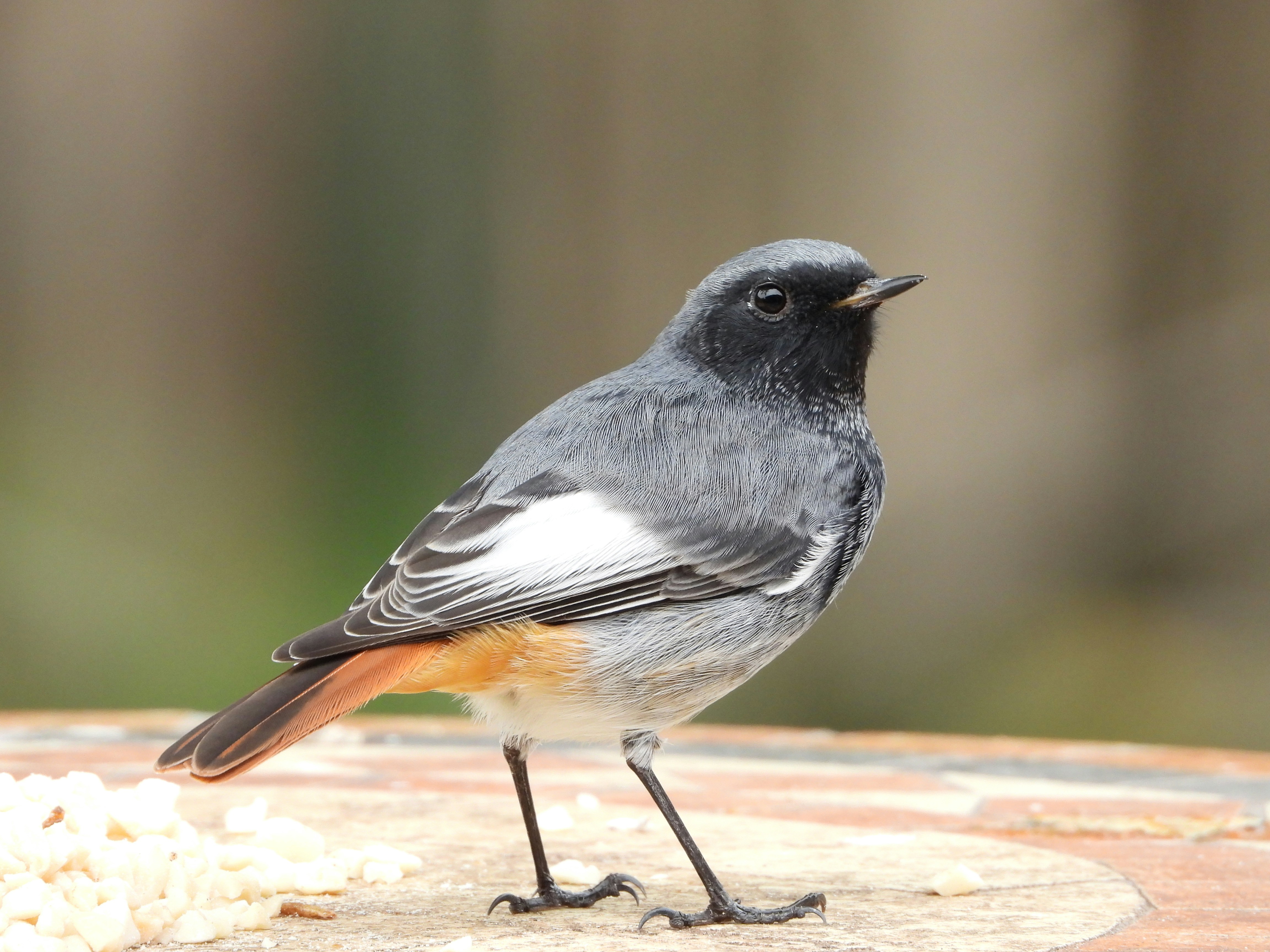 Scarlet-tailed Warbler Stand on a Pebble Stage