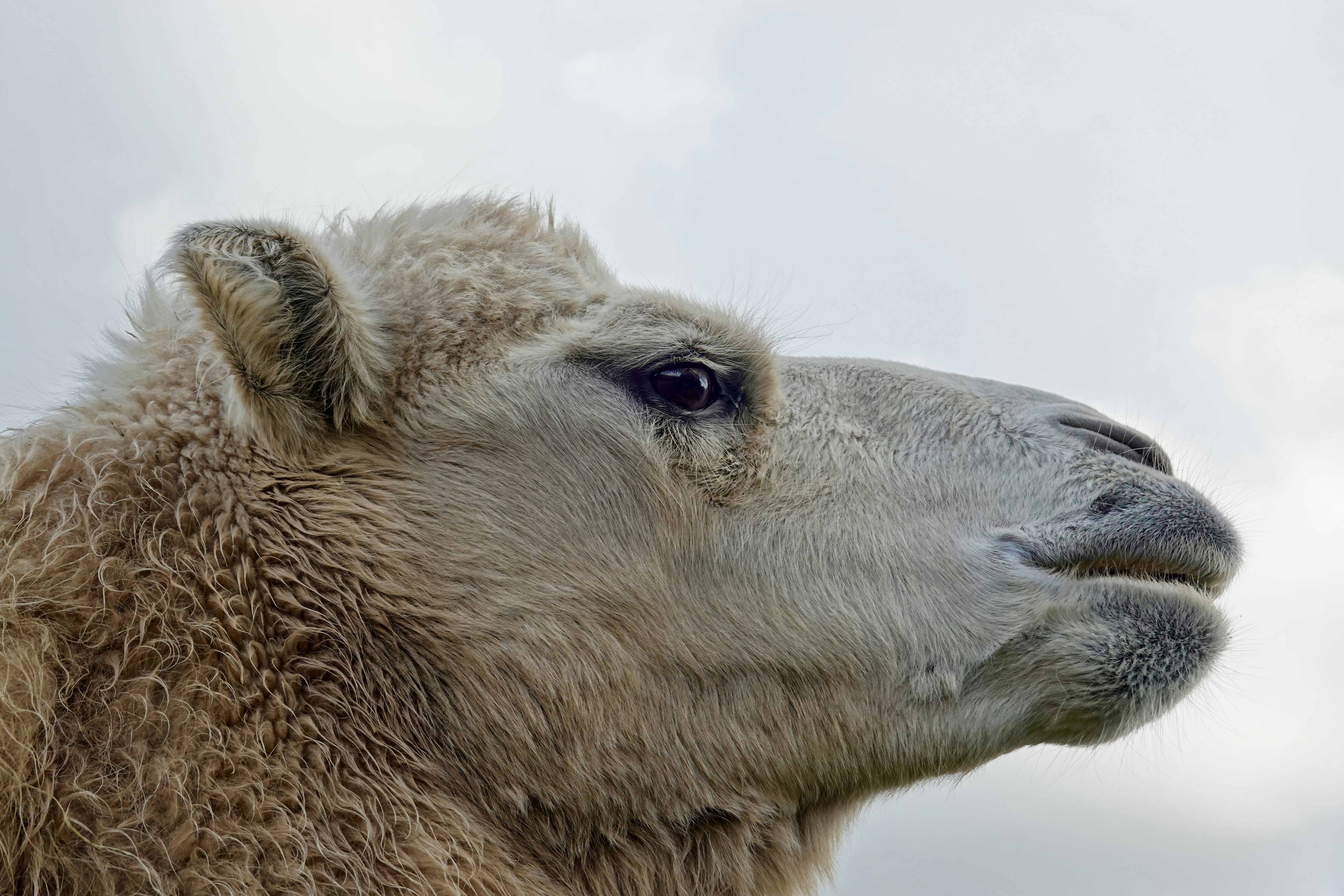 Close-Up of a Calm Camel's Head Against a Soft Sky