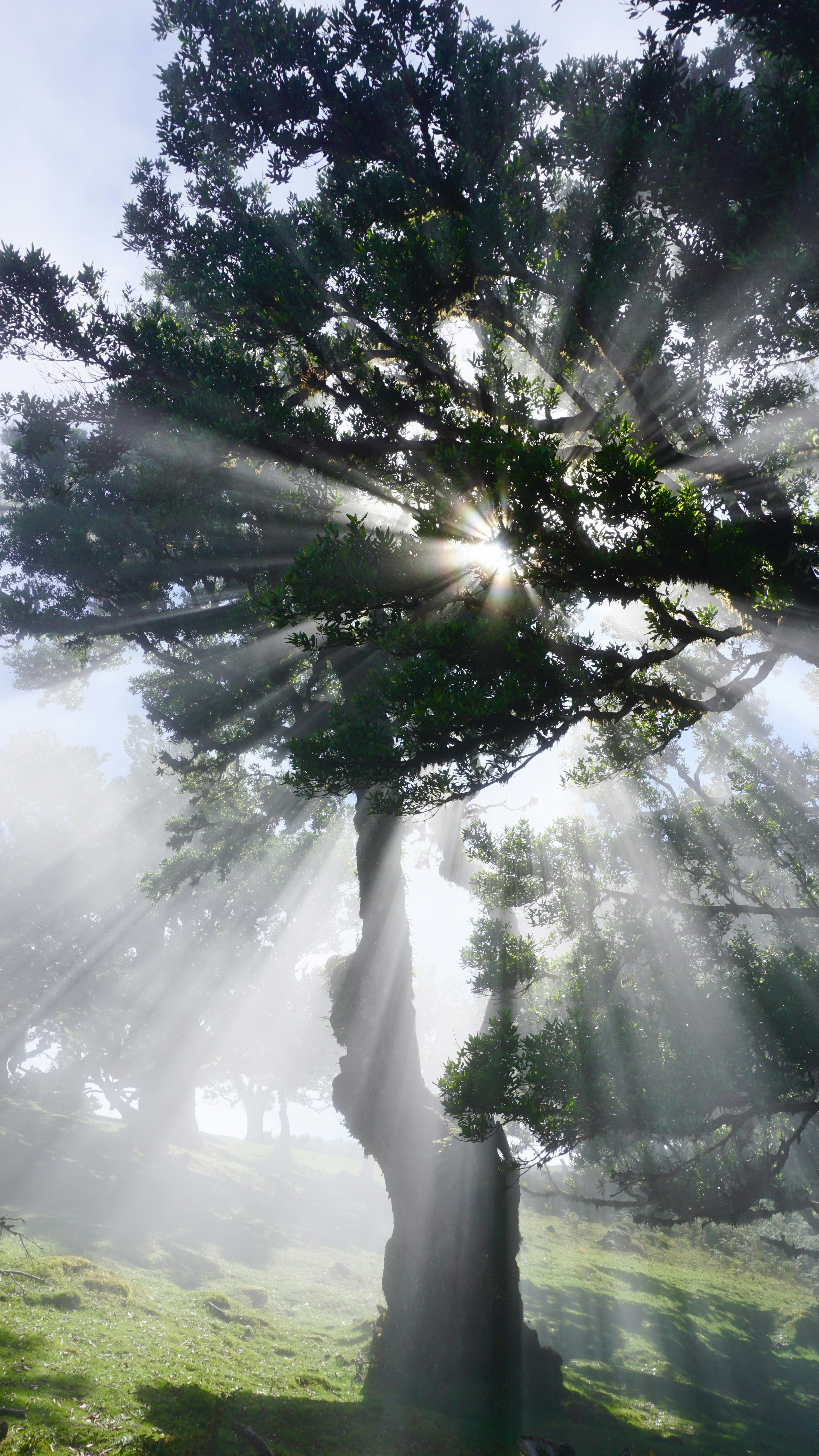 Sunlit Flares Through a Majestic Tree