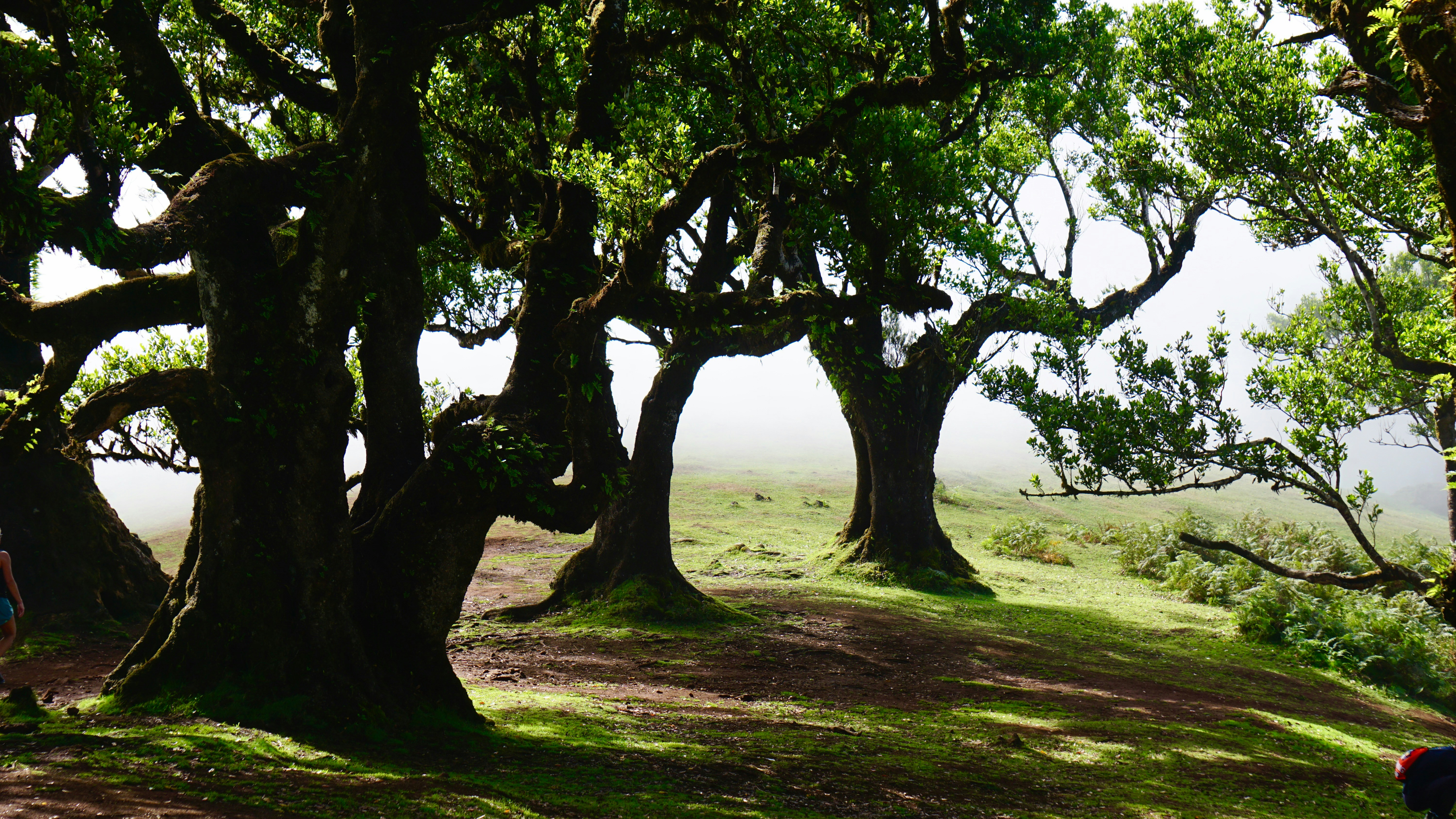 Sunlit Giants: A Grove of Ancient Oaks in Quiet Morning Light