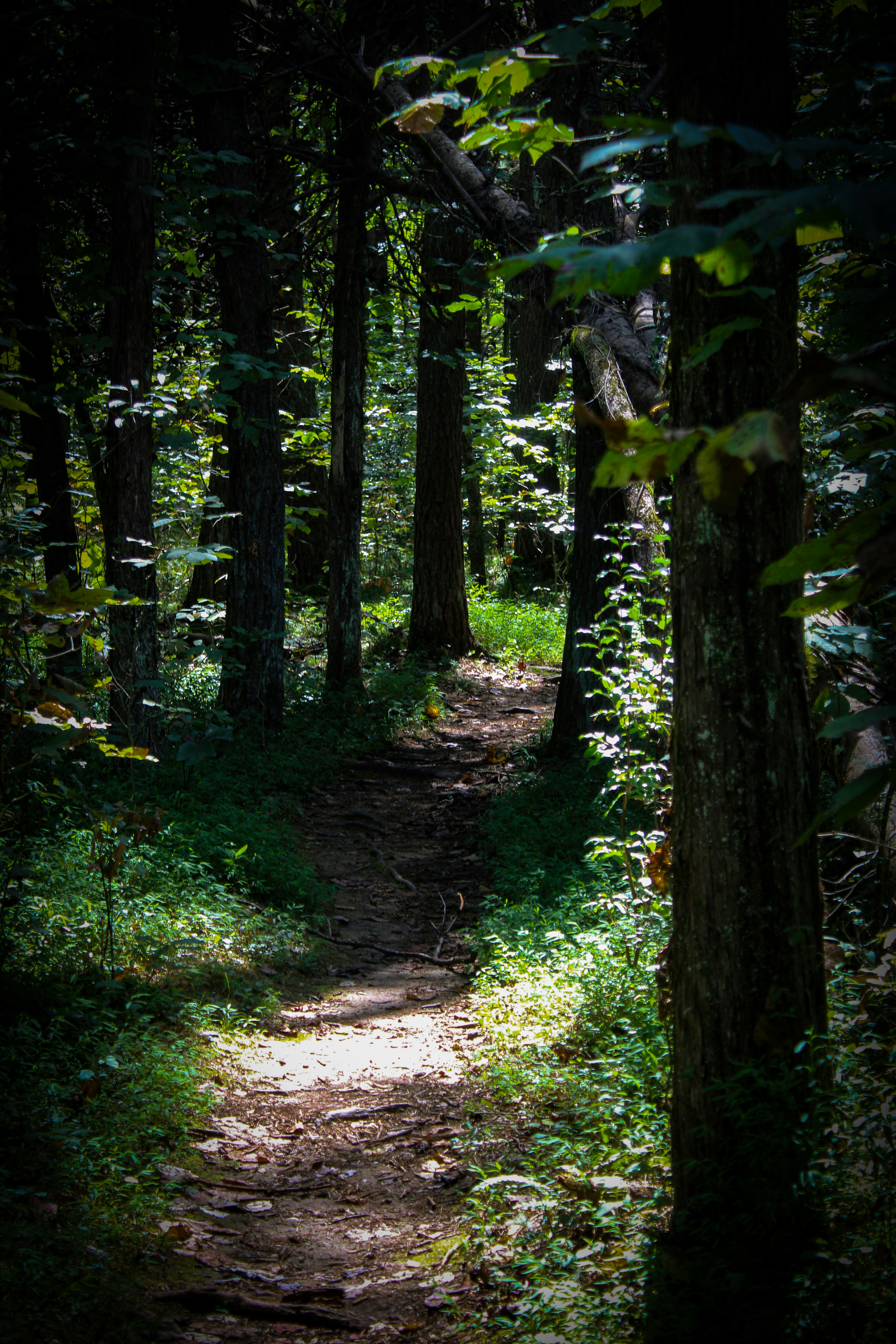 Sunlit Forest Path: A Quiet Corridor Between Ancient Trees