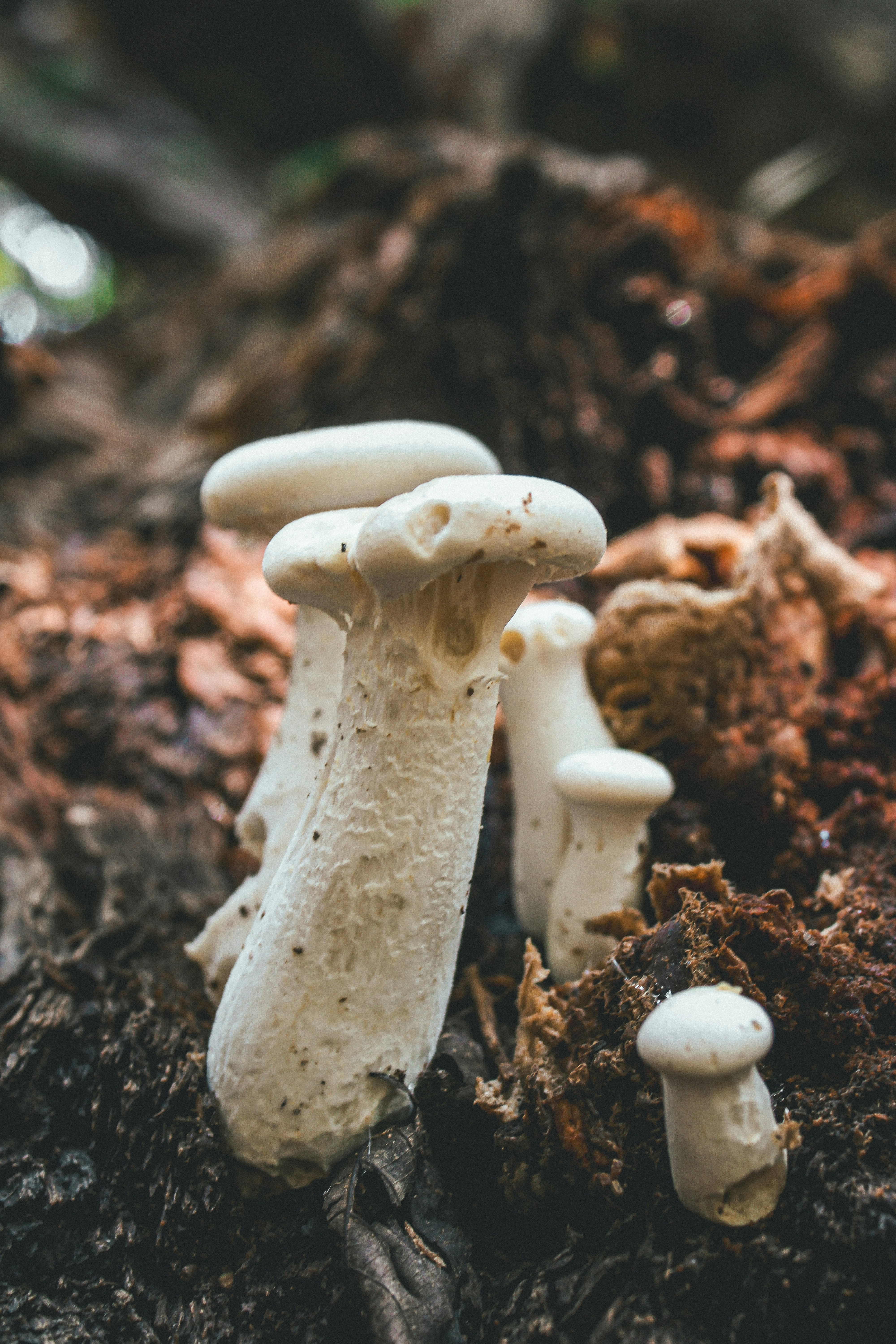 Group of White Mushrooms Rising from Dark Forest Floor