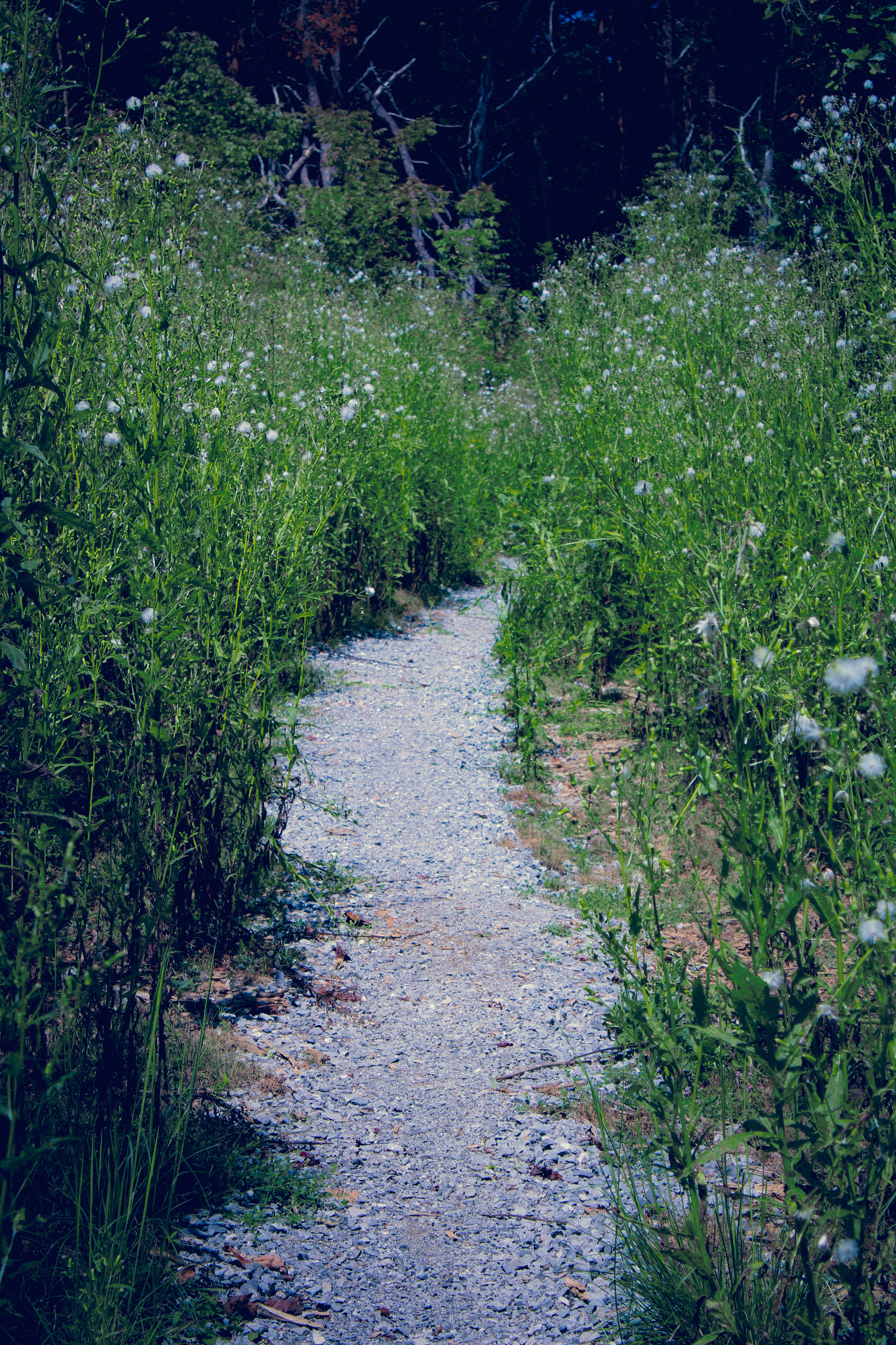 A Quiet Gravel Path Woven Through Wildflowers