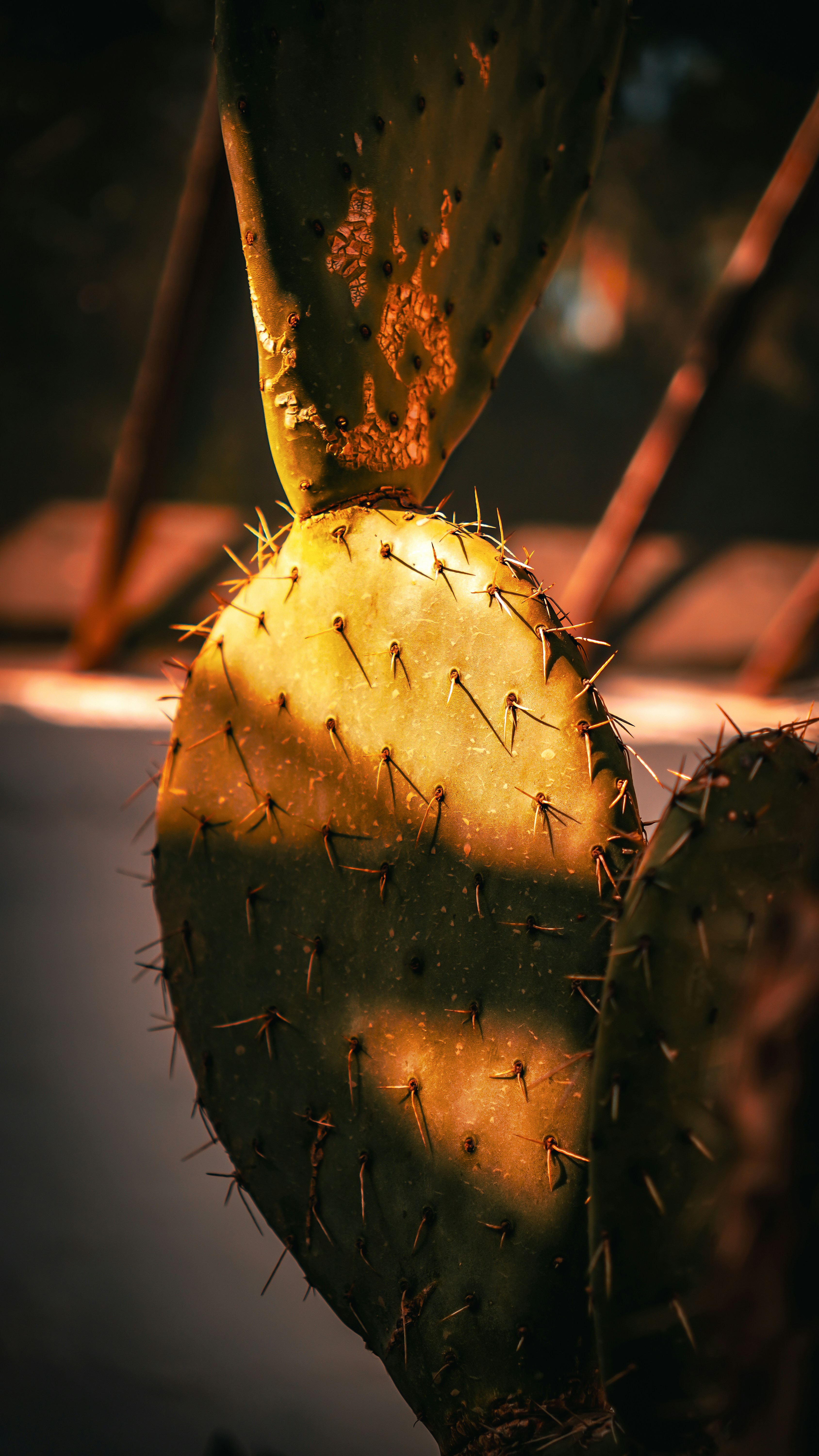 Cactus Spine in Warm Spotlight: A Close-Up of Desert Texture