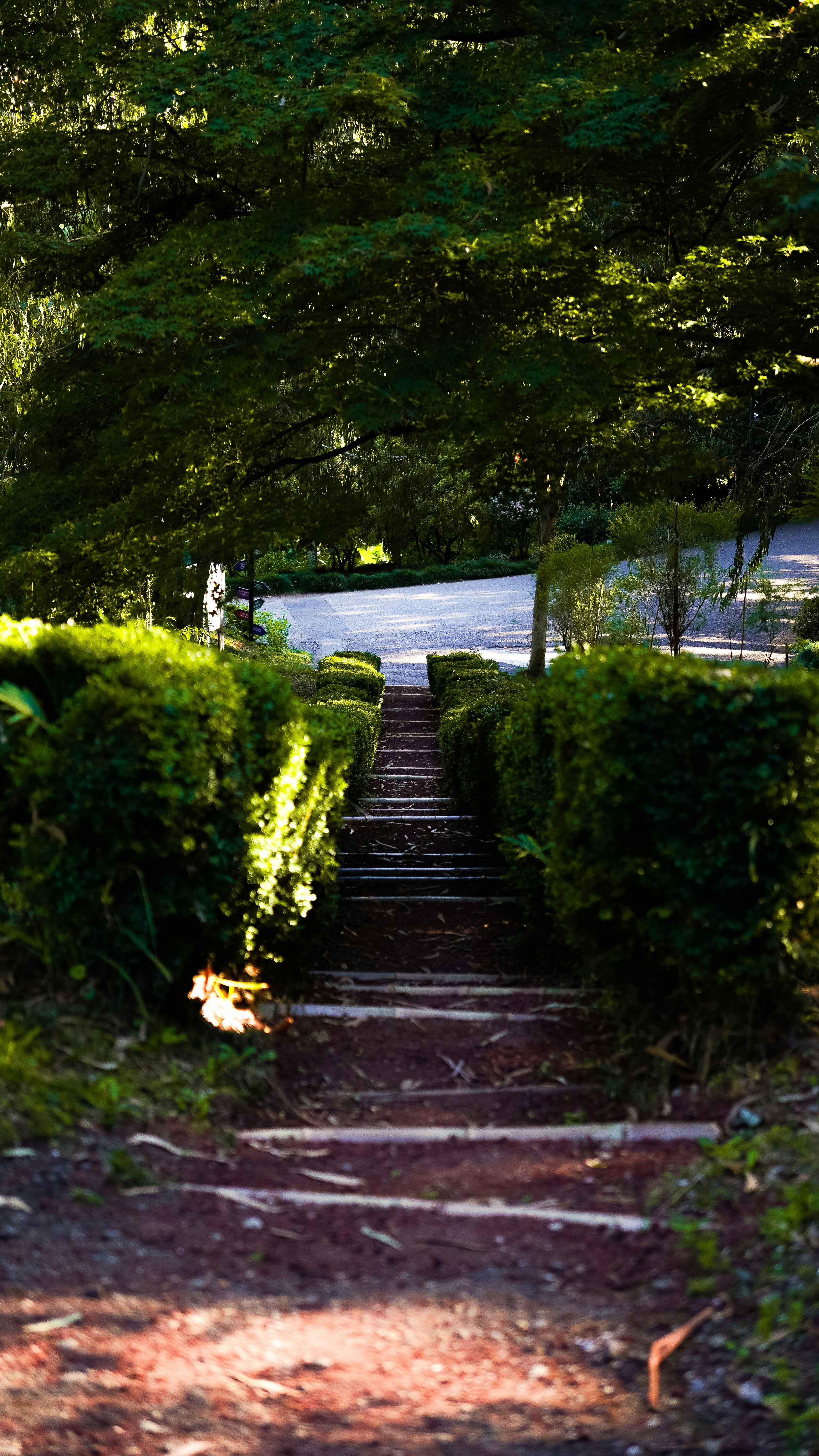 Sunlit Steps through a Green Corridor