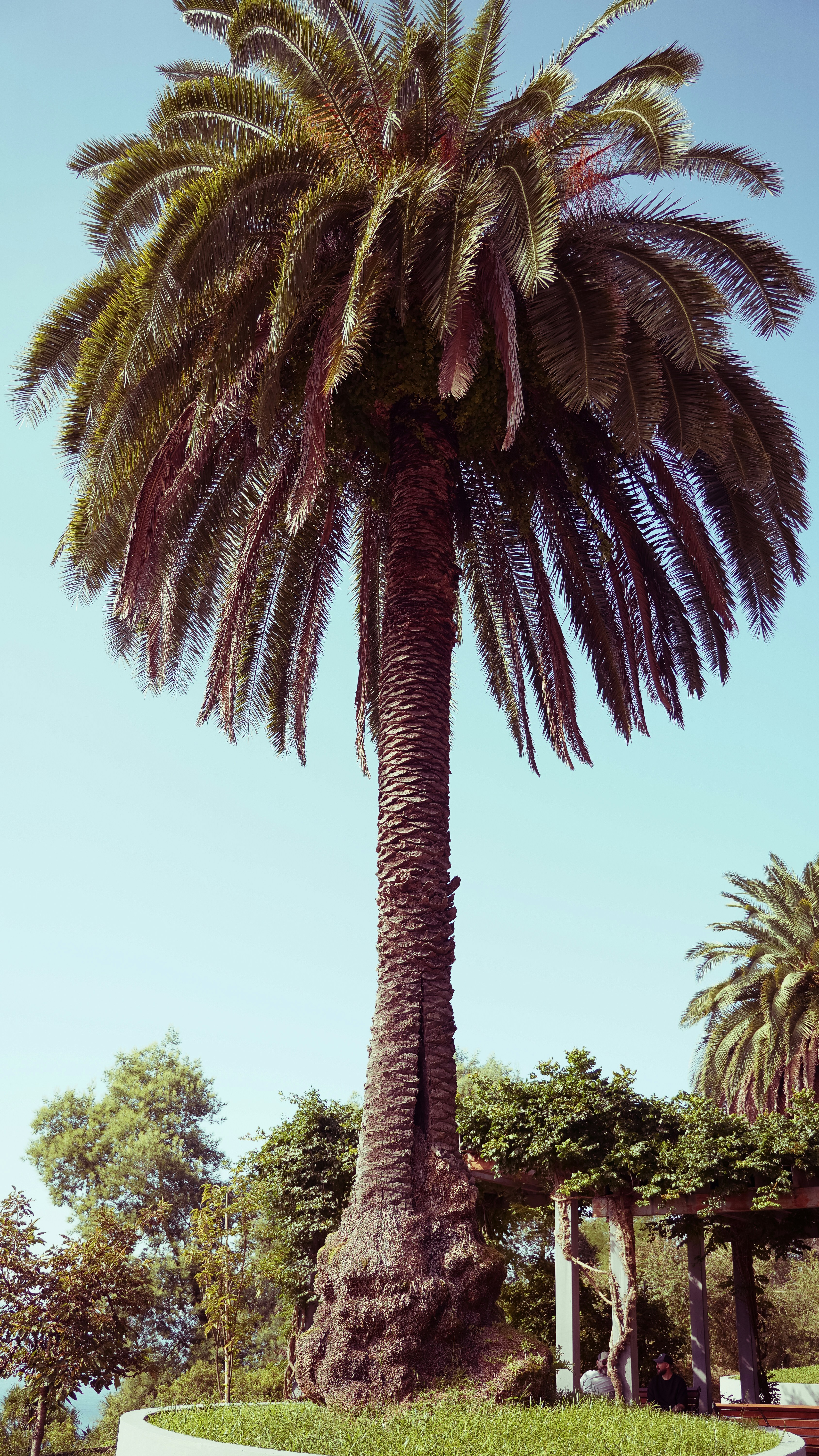 Skyward Sentinel: A Grand Palm Reaching Toward a Clear Blue