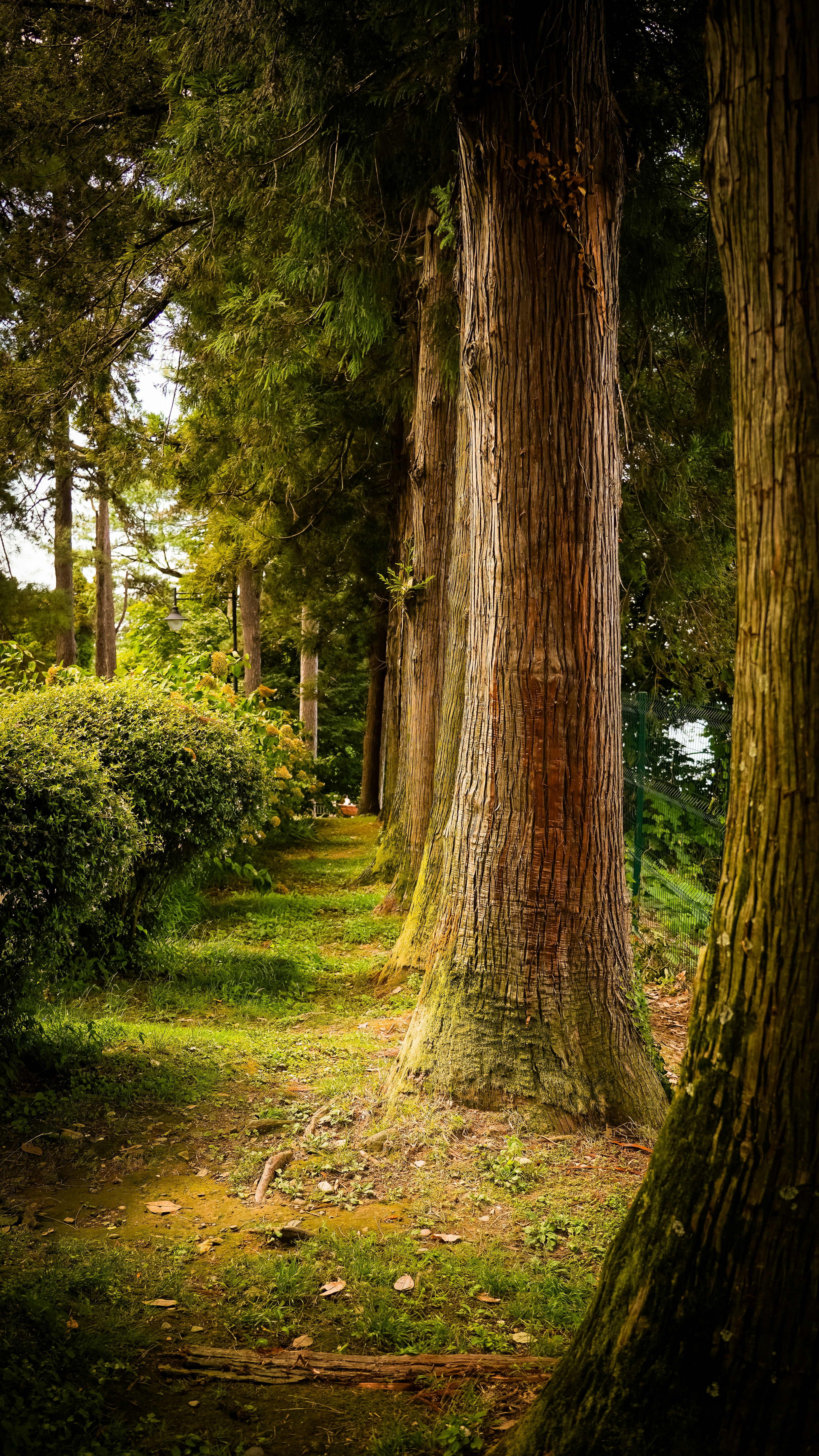 Row of towering trees along a quiet forest path