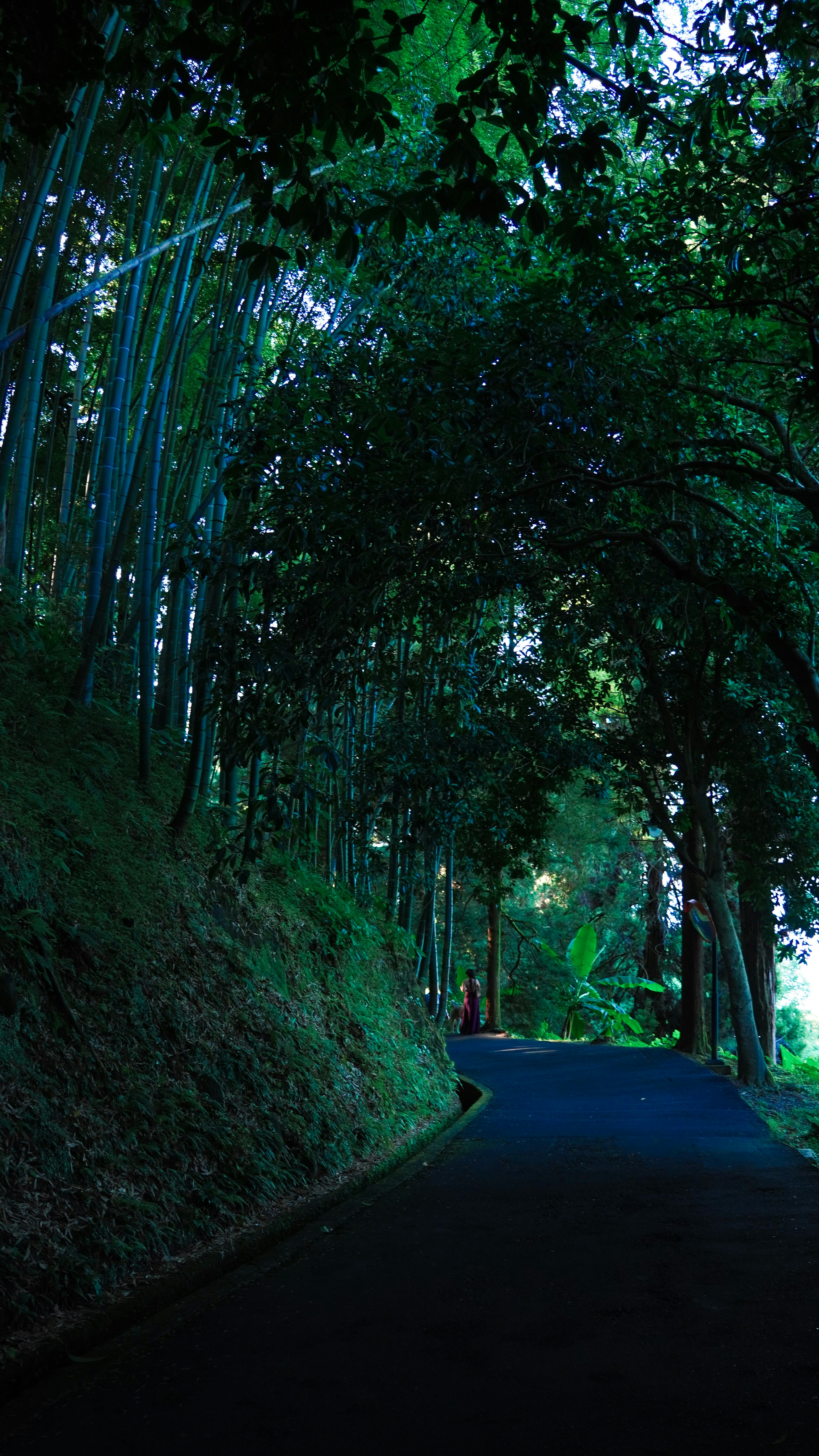 Tree-lined Ascent: A Quiet Path Through Dappled Green