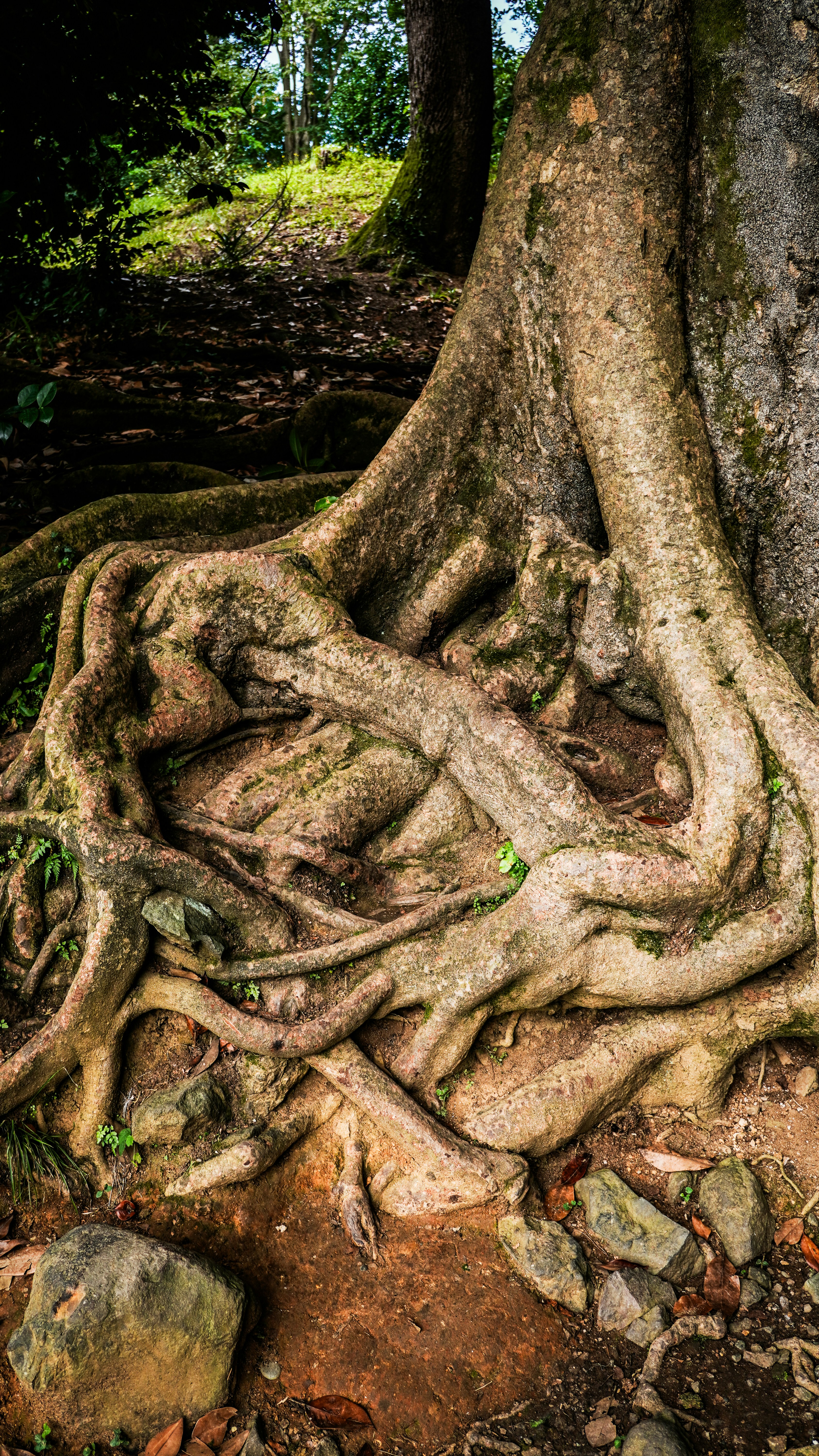 Entwined Giants: The Gnarled Roots of an Ancient Tree