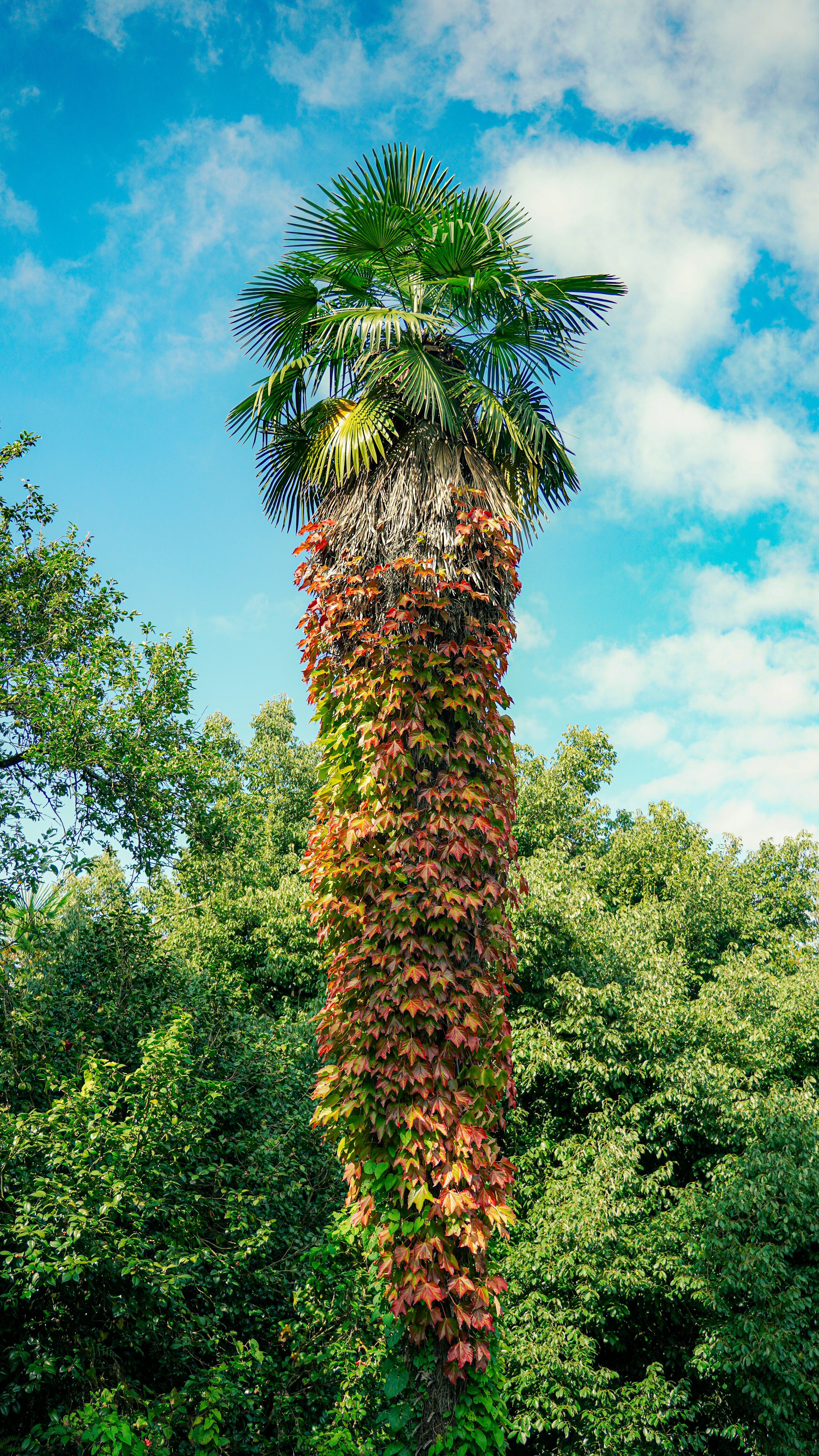 Verdant Tower: A Palm in the Park Surrounded by Sky