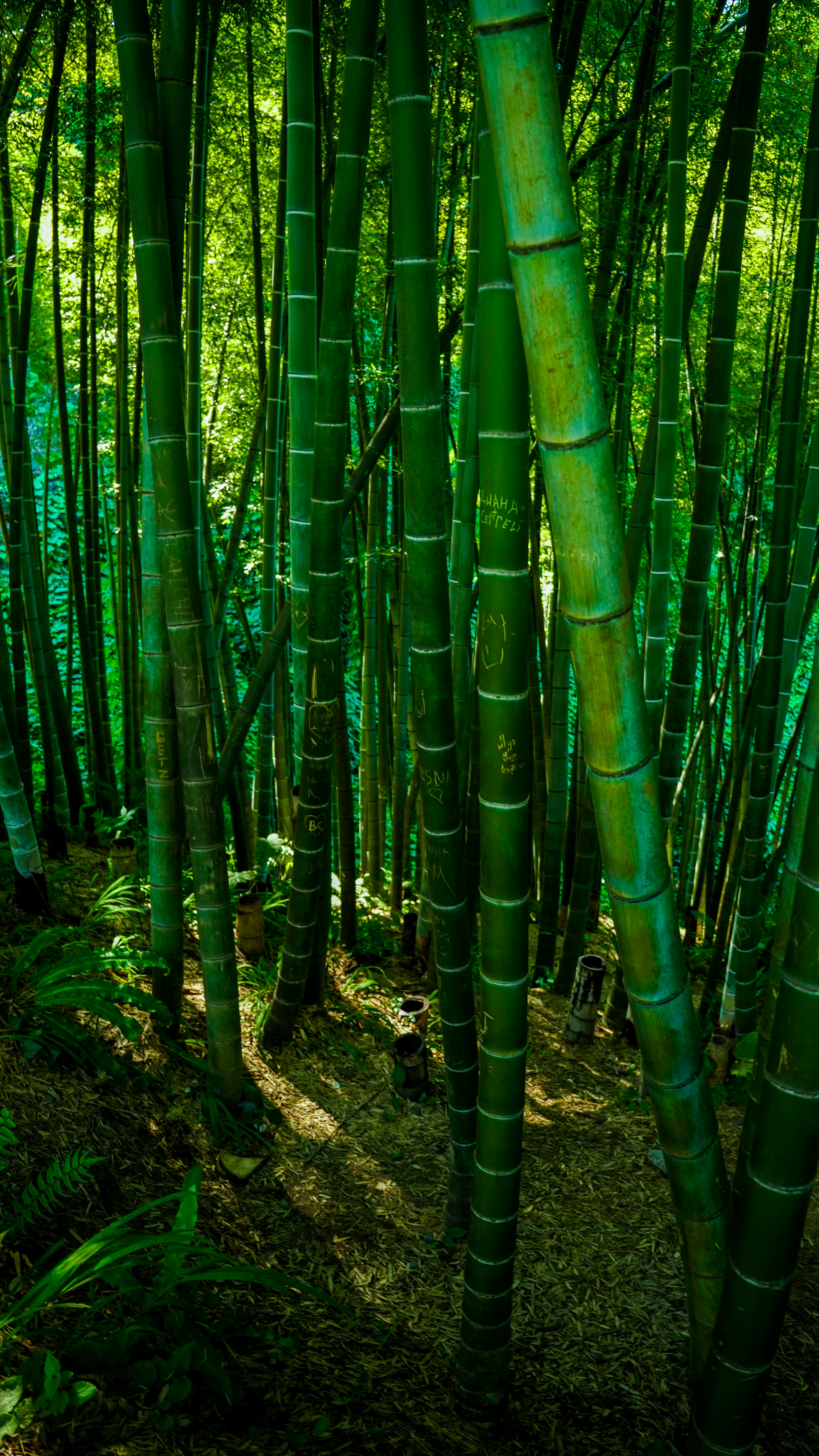 Emerald Columns: A Tranquil Bamboo Grove