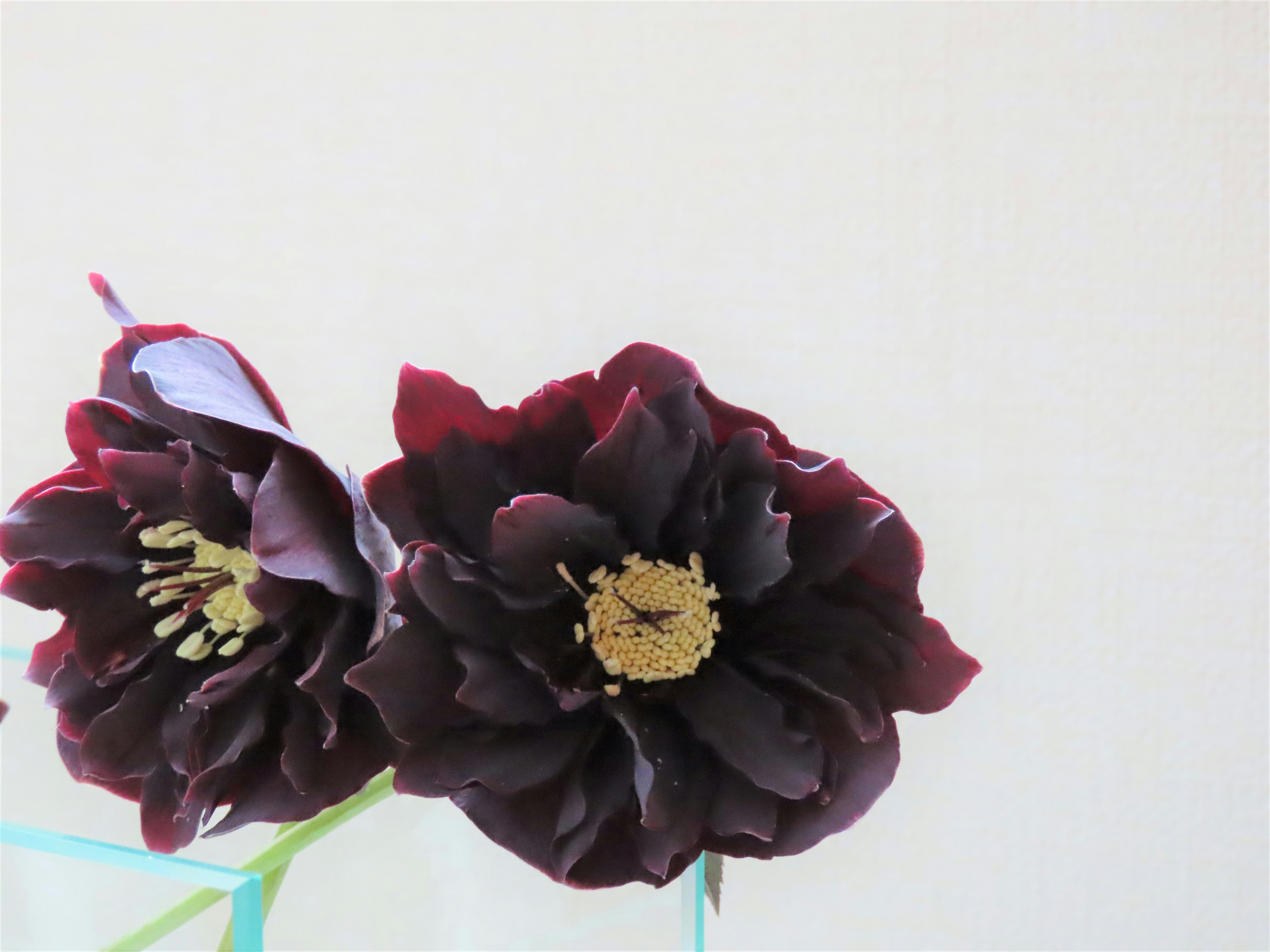 Dark Crimson Peonies Against a Pale Backdrop