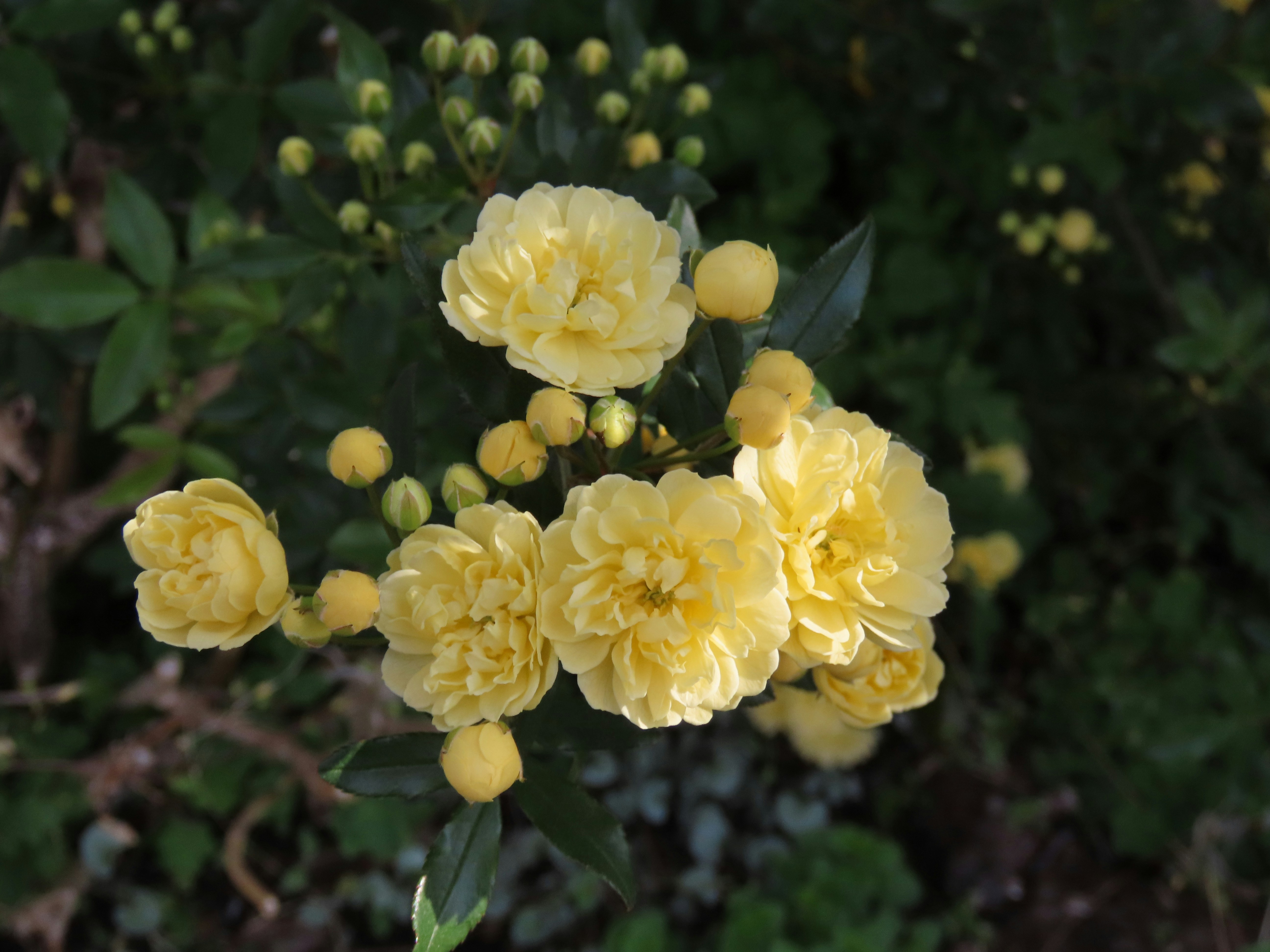 Yellow Camellia Cluster in Soft Garden Light