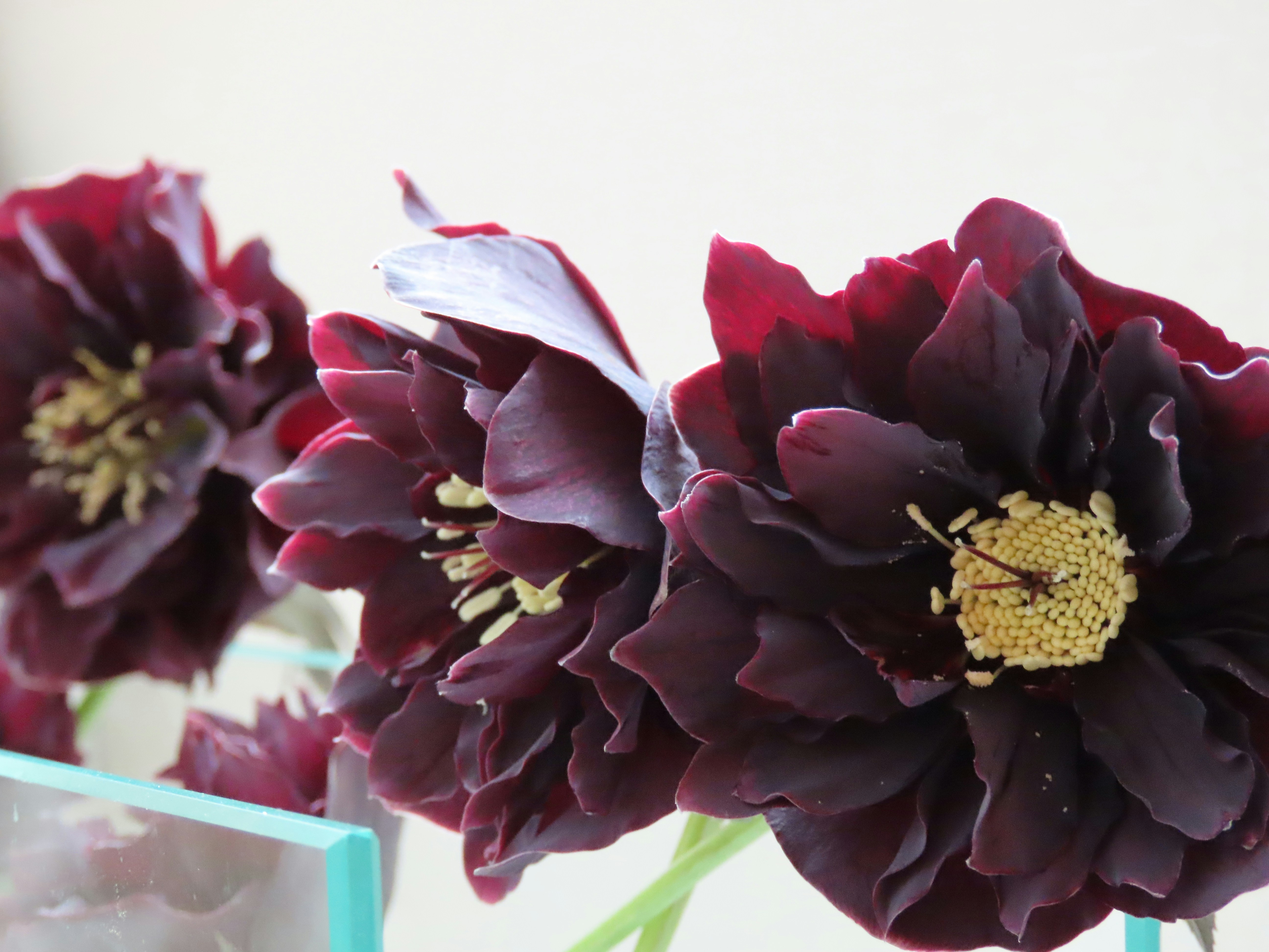 Dark Velvet Petals Framing a Soft Backlit Bloom