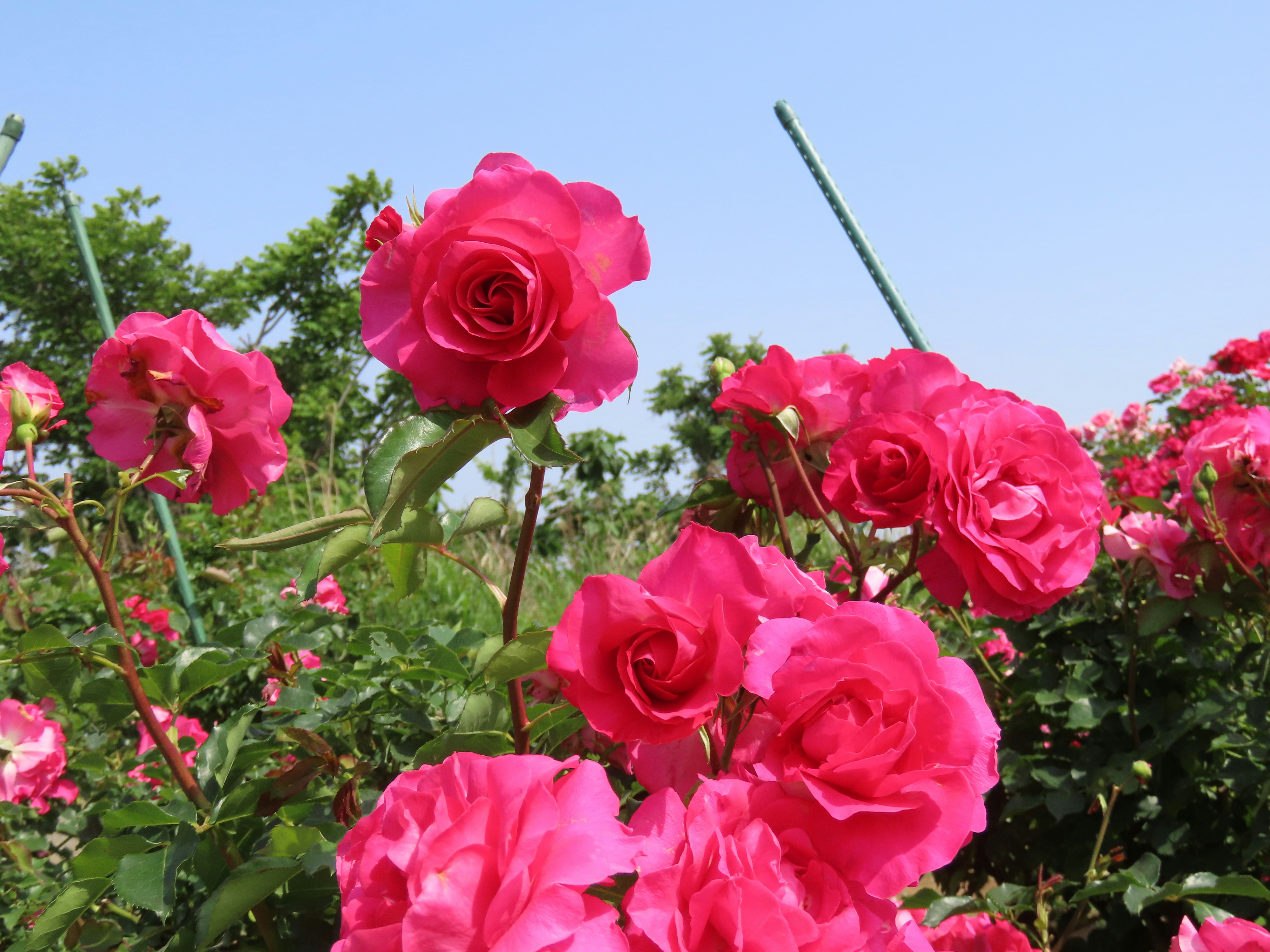 Pink Rose Mosaic: A Sunlit Field of Blooming Roses