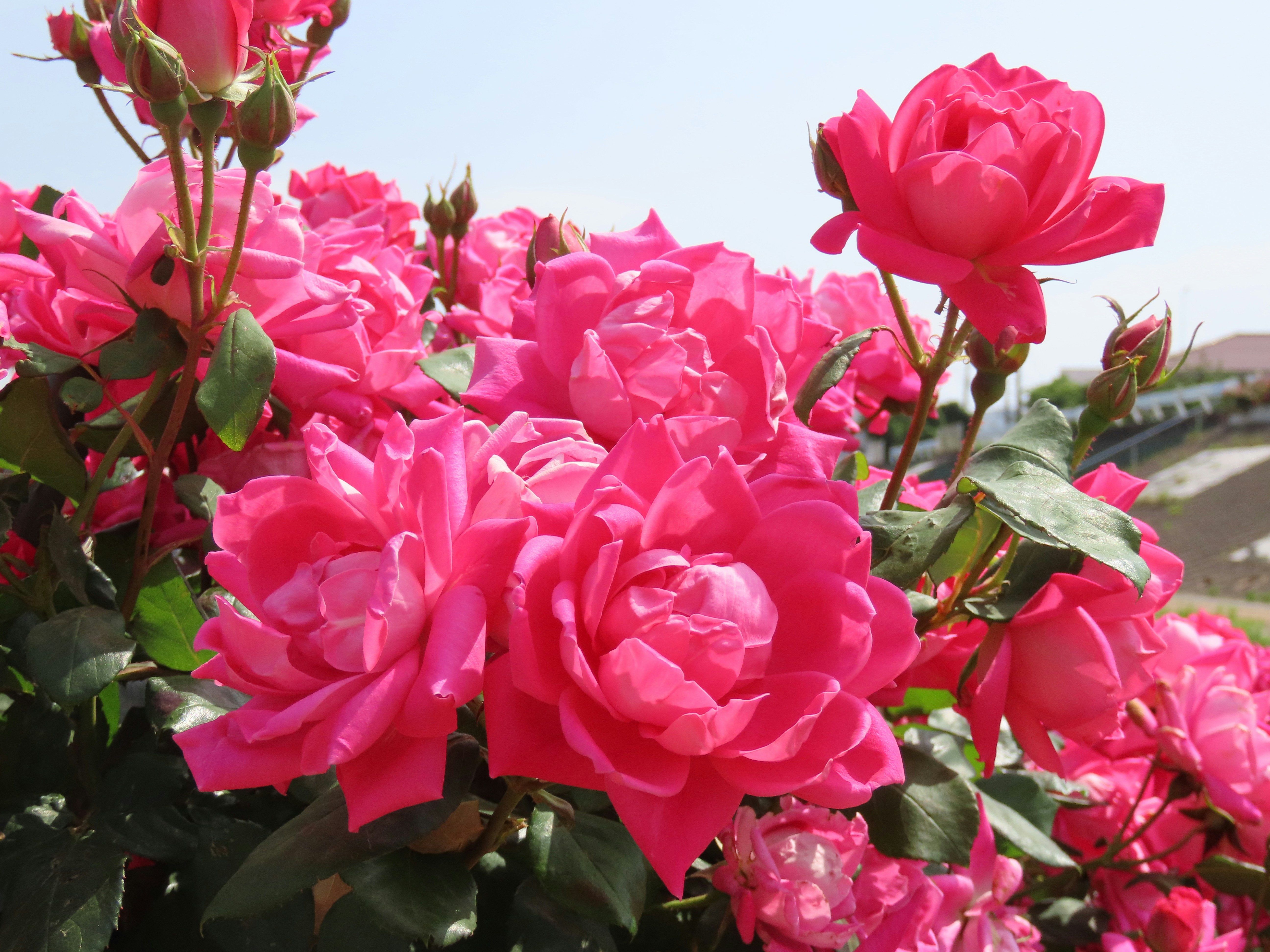 Vivid Pink Roses in Full Burst