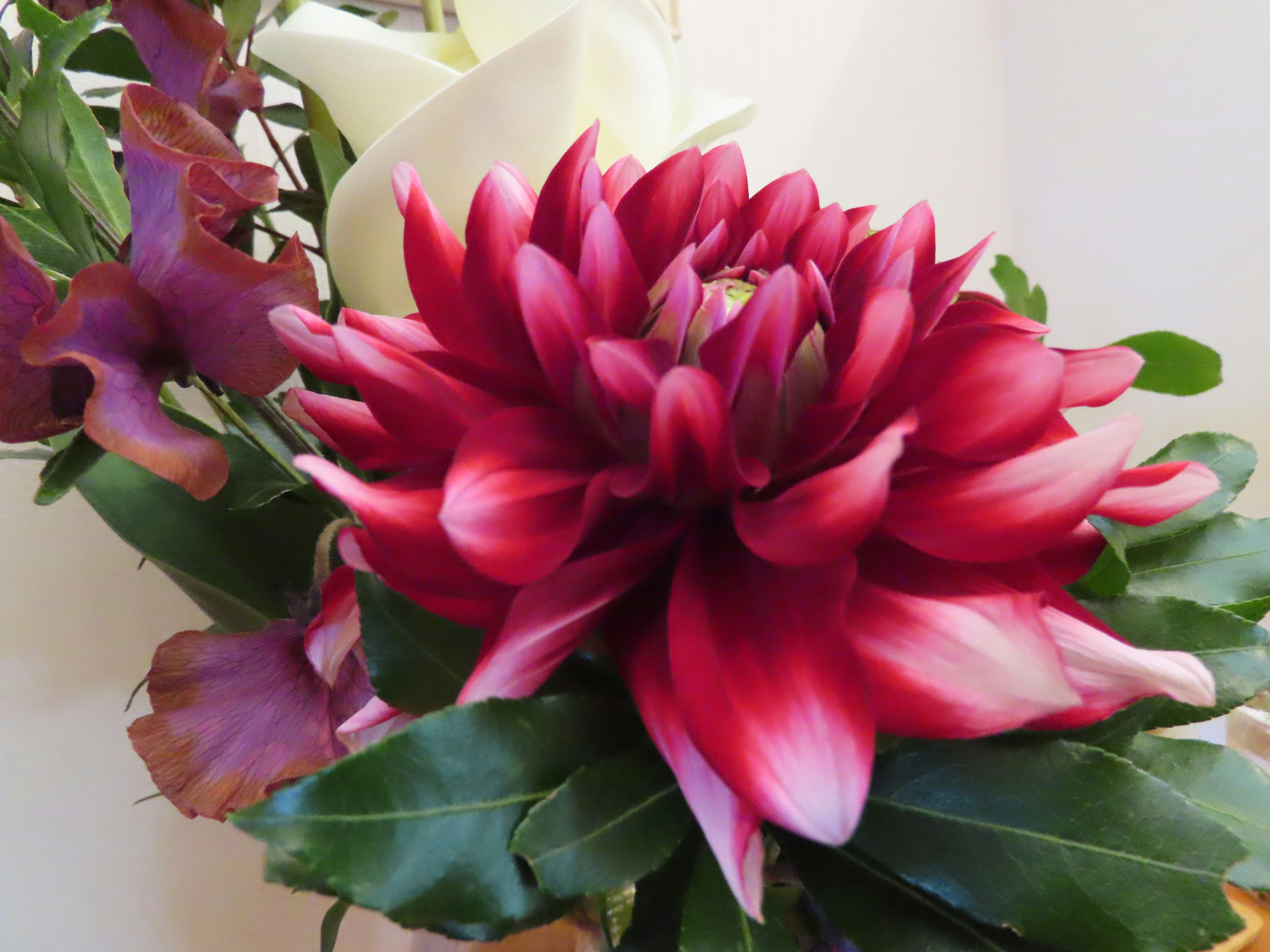 Crimson Bloom: A Close-Up of Velvet Petals and Greenery